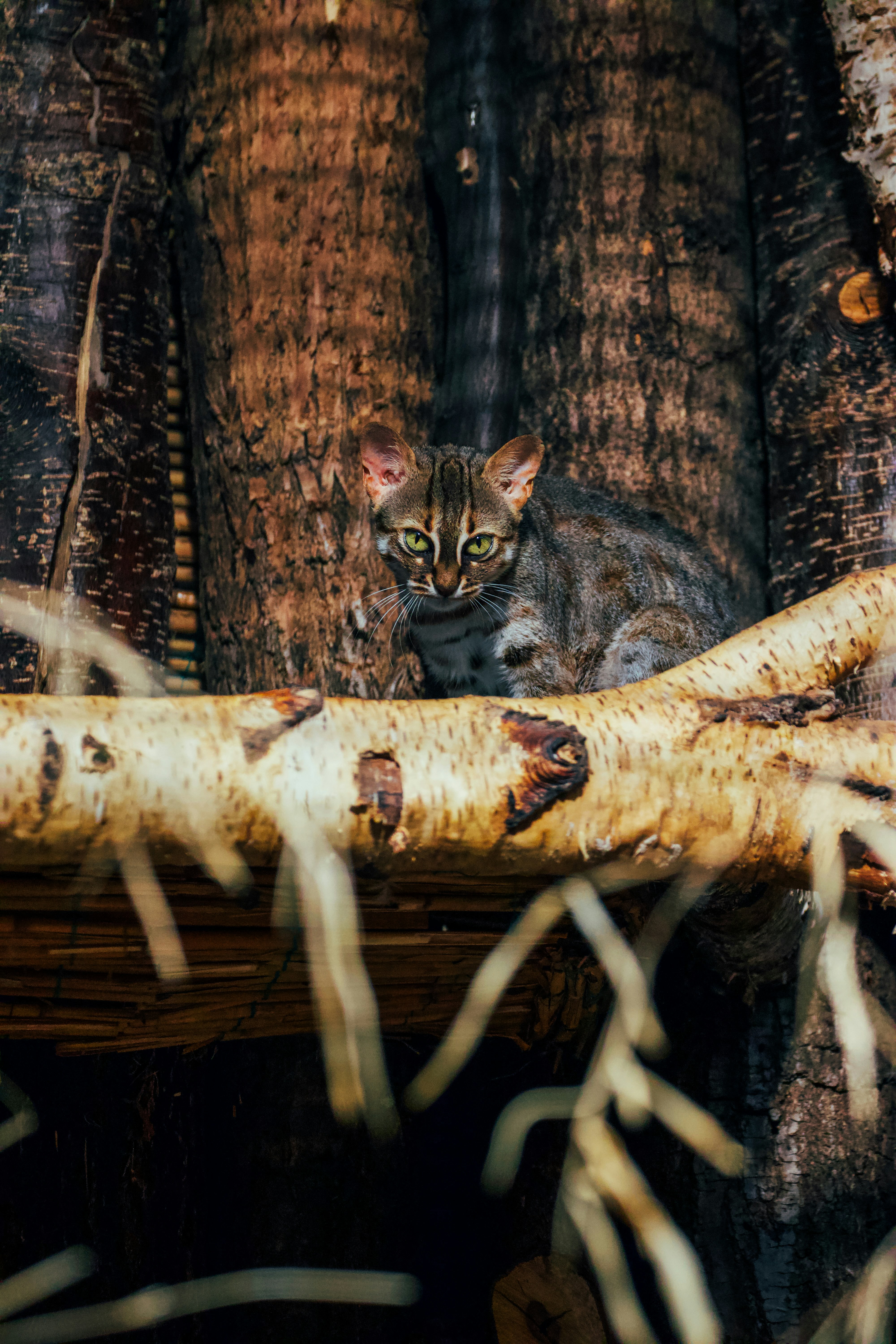 Cat in the Timber Hush: A Crouched Peek from the Log Ledge