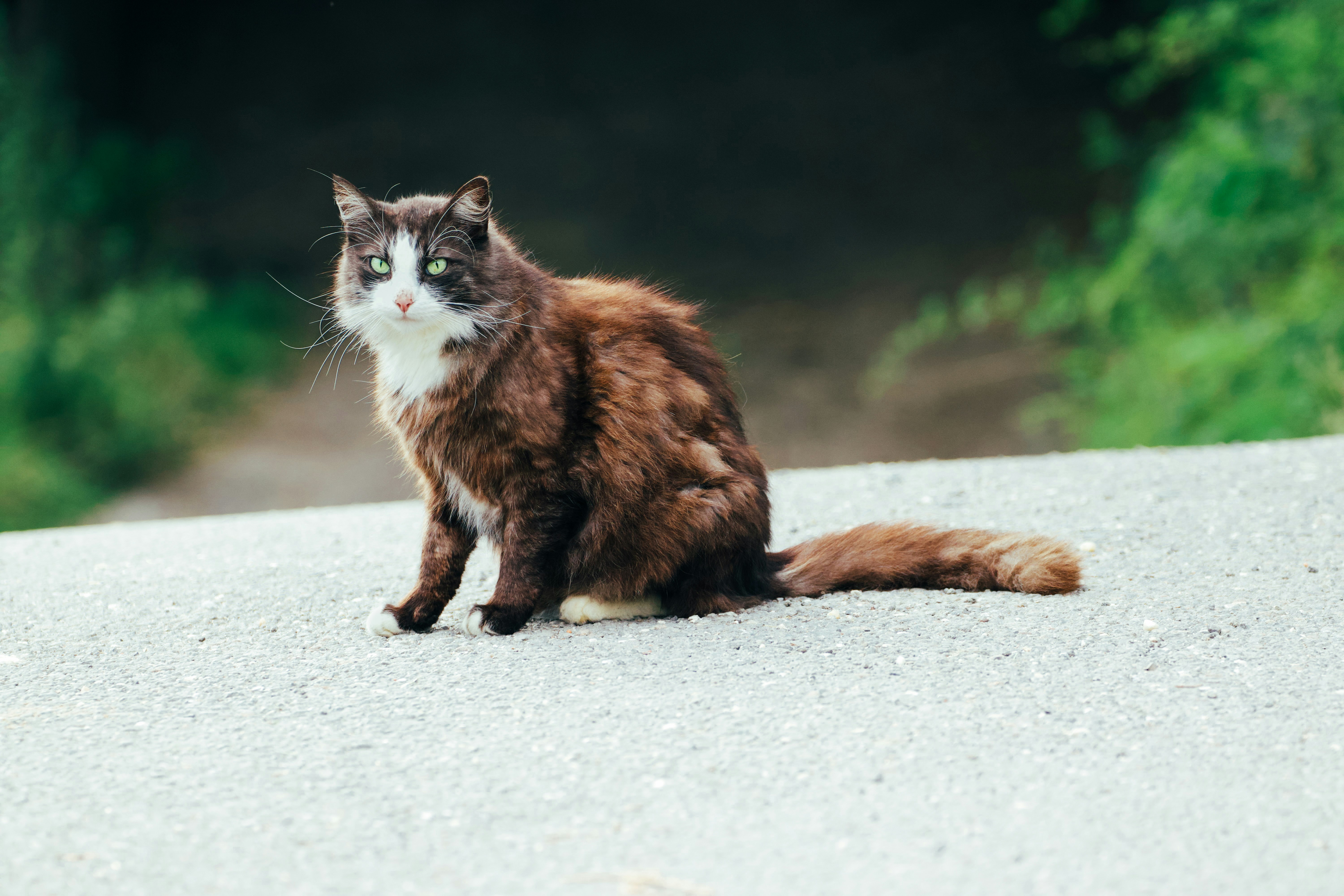 Curious Cat on a Quiet Road