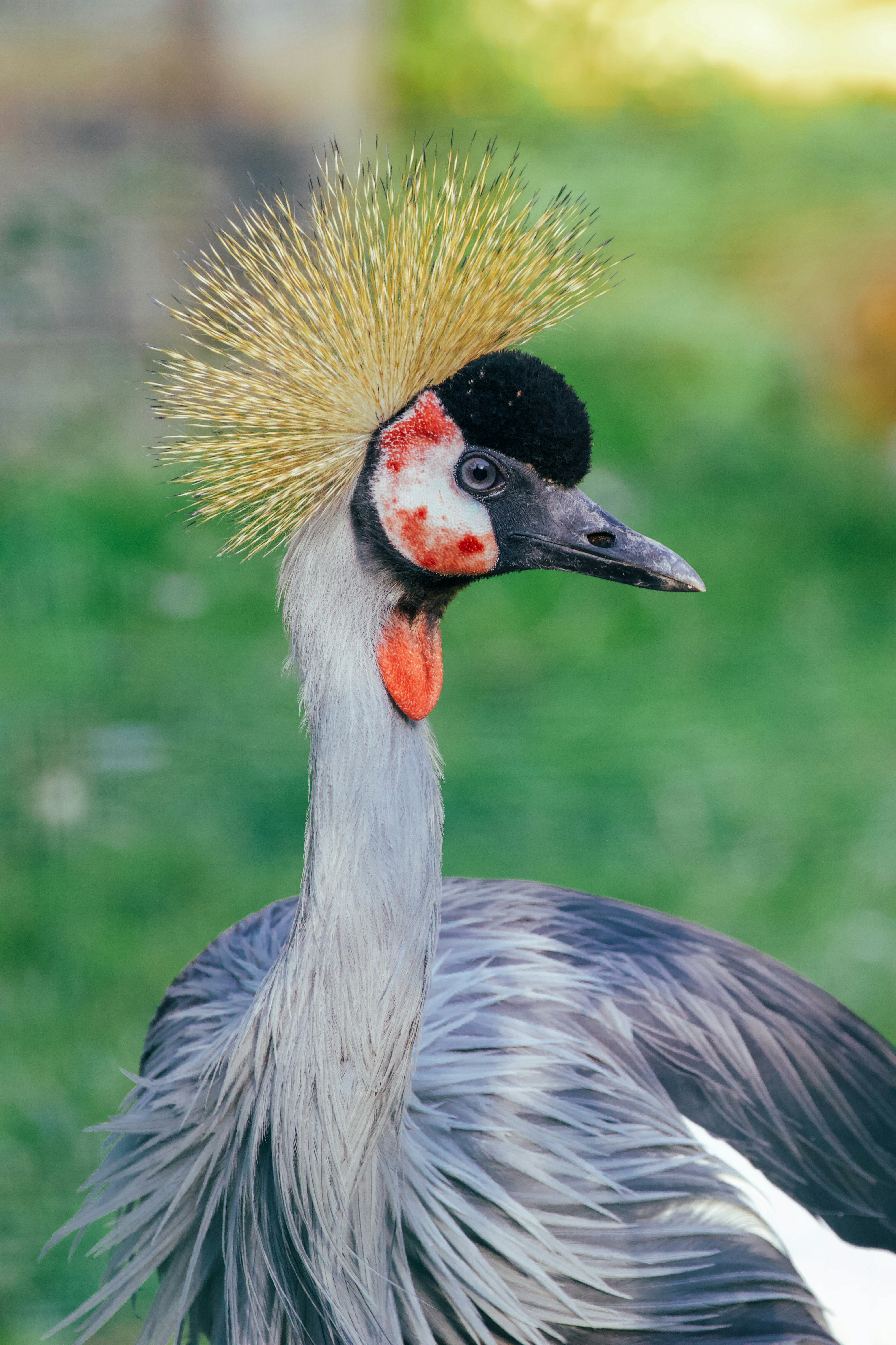 Crested Crown: A Crane Portrait with Golden Halo