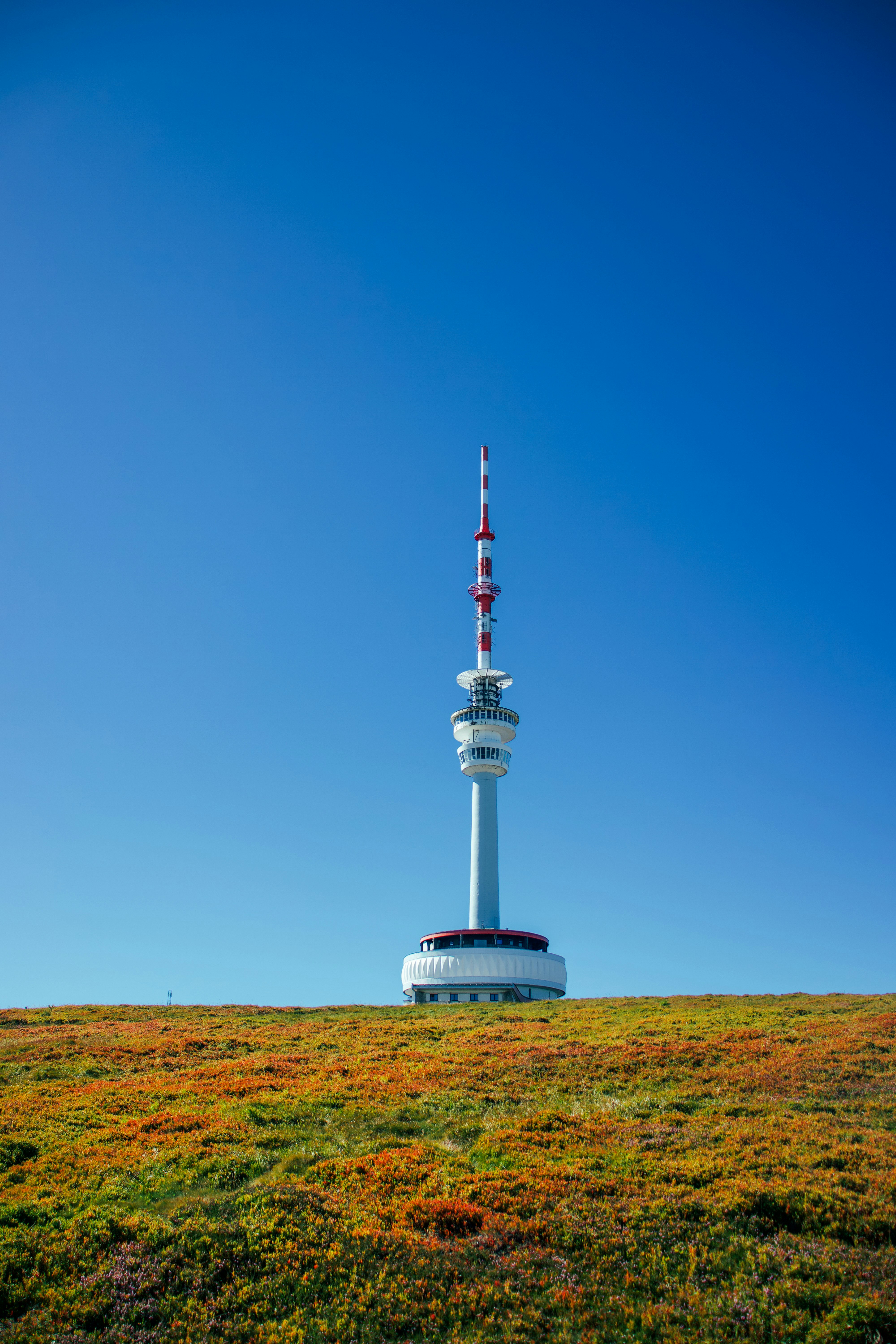 Broadcast Tower Reaching Above a Sea of Autumnal Wildflowers