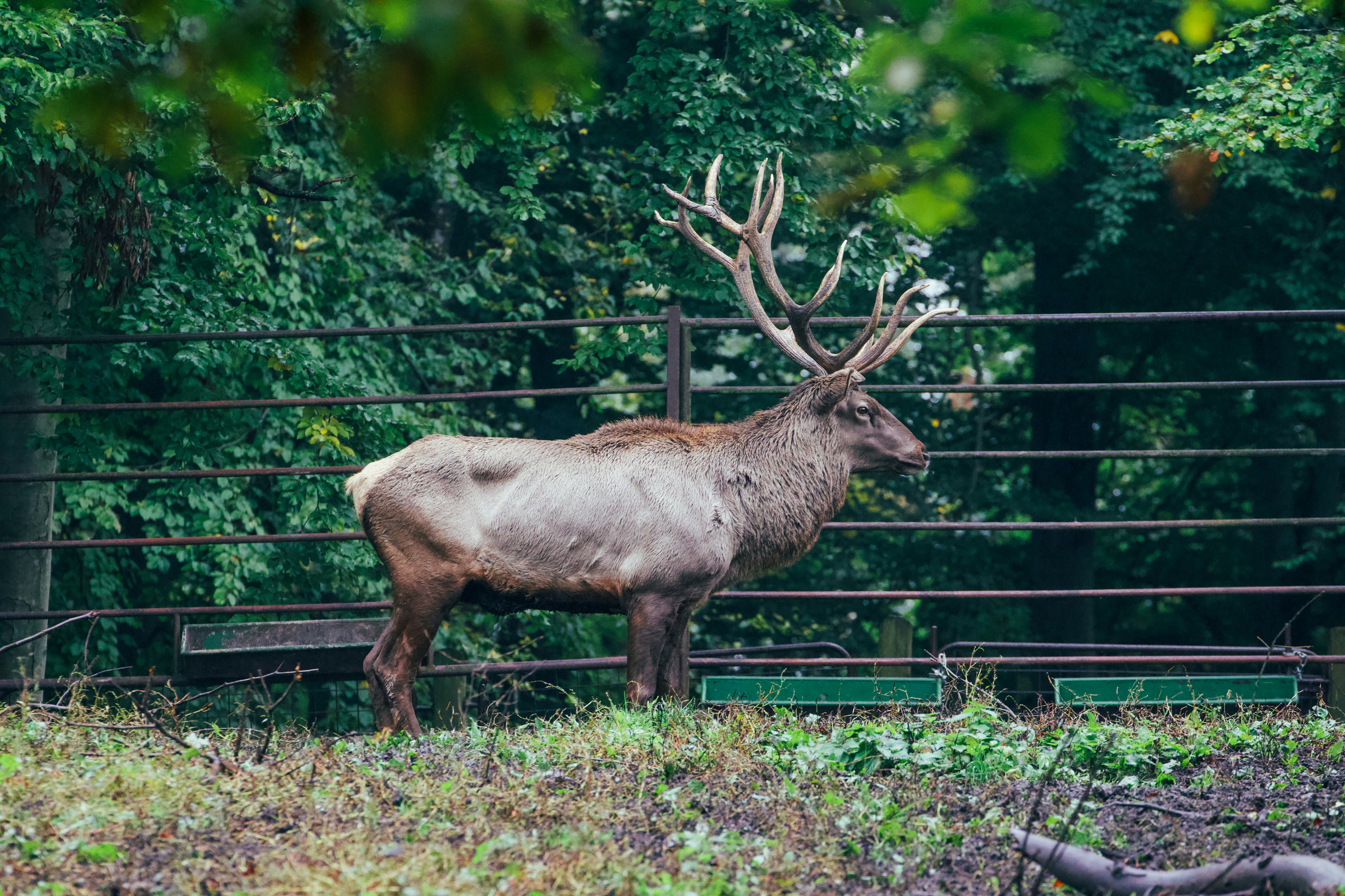 Majestic Stance: The Deer Pauses Amid Rustic Rails