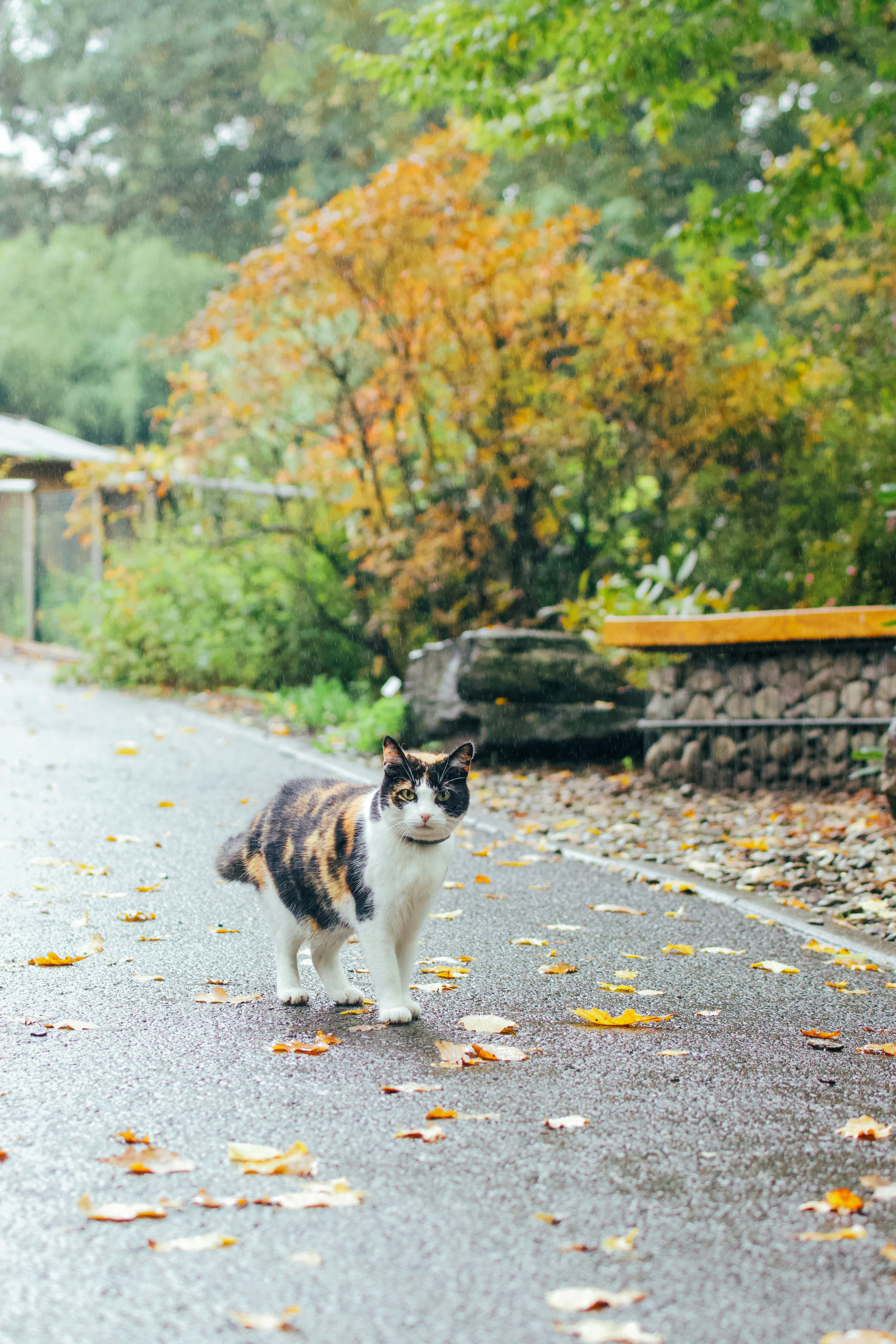 Autumn Path: Calico Cat Stands Vigil on a Rain-Kissed Walk