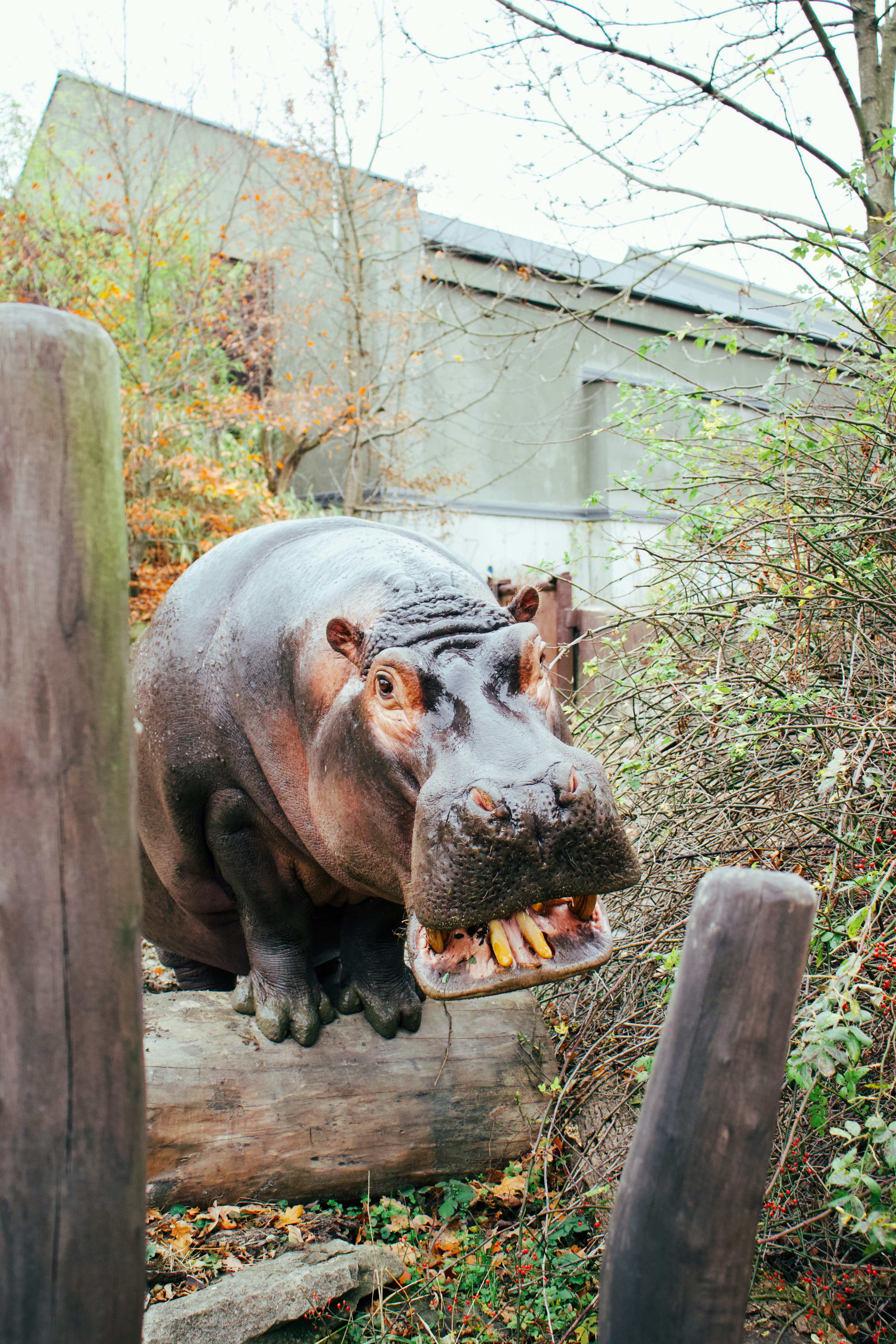 Hippopotamus on a wooden pedestal in enclosure, open jaws and autumn foliage