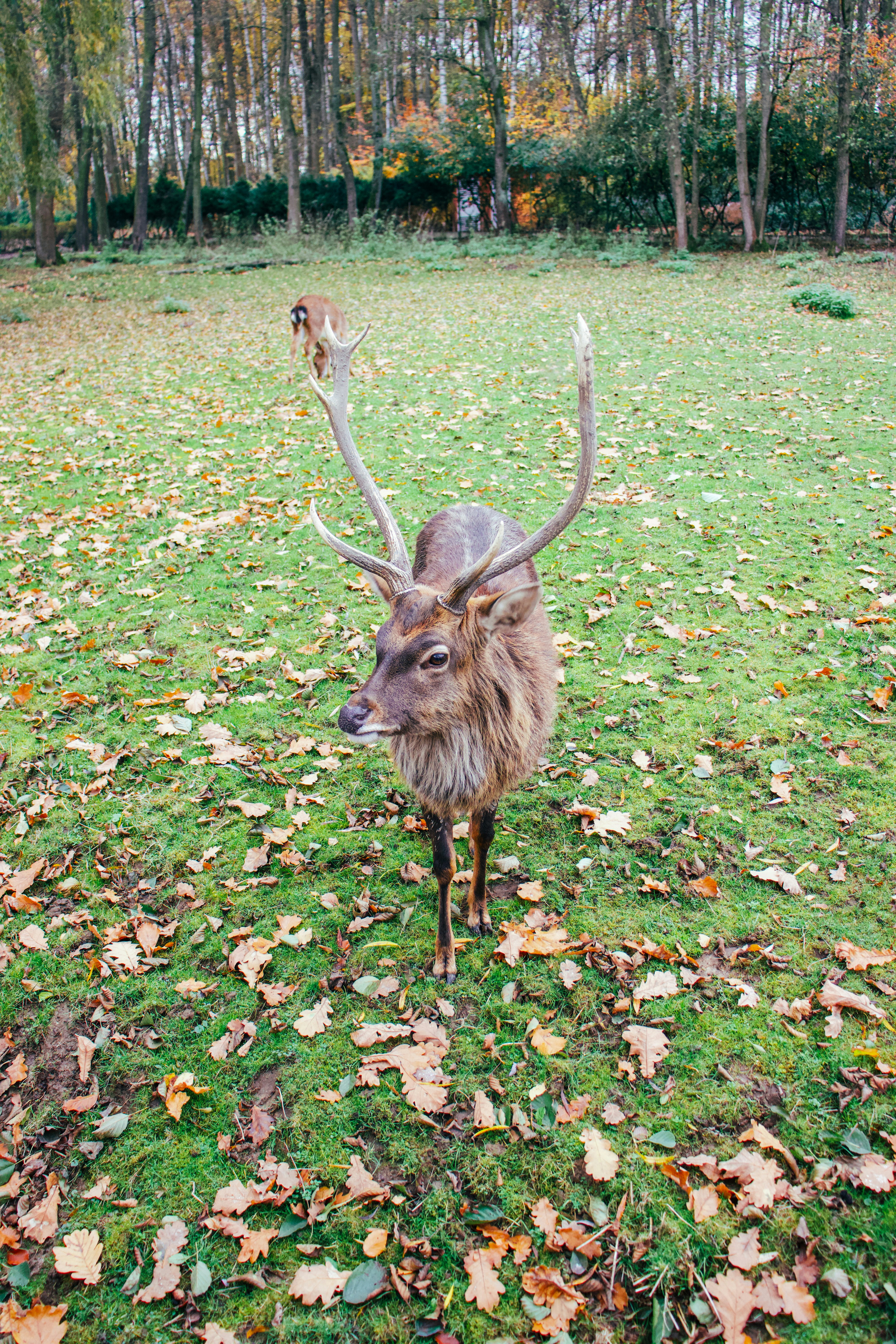 Majestic Stag in a Leaf-Lusted Clearing