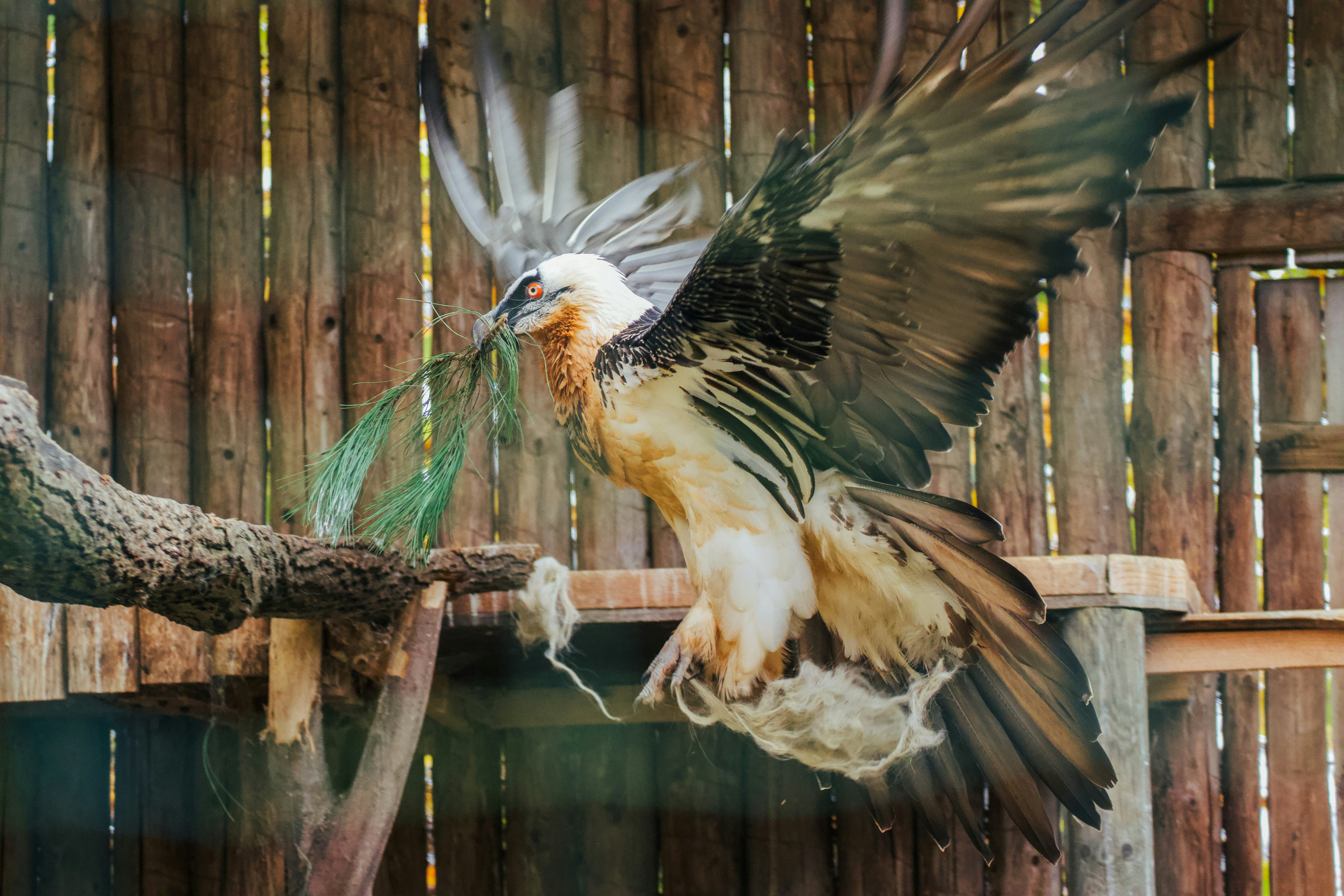 Mid-Flight Scramble: A peacock-like plumage burst over a rustic coop