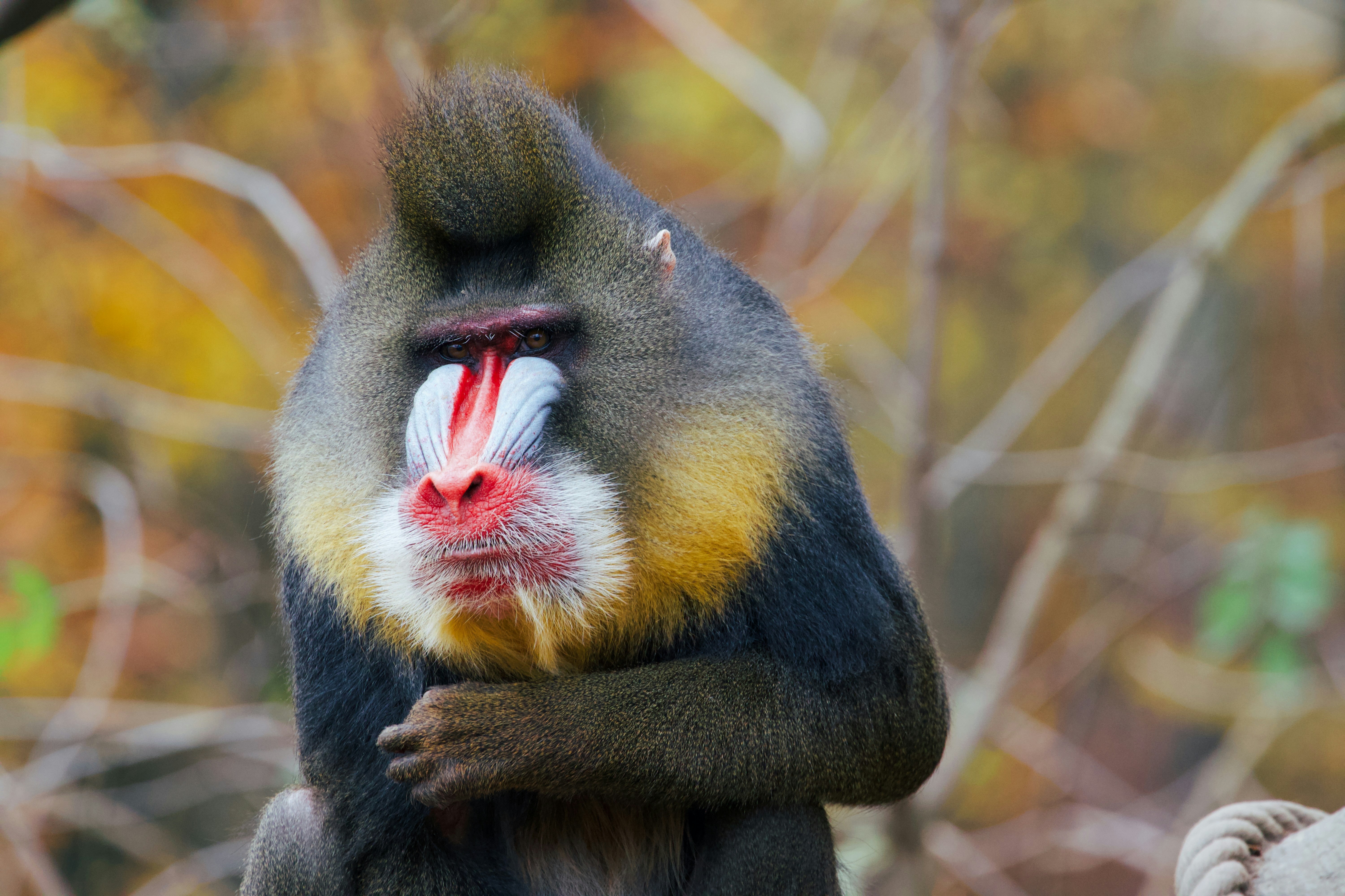 Red-faced Mandrill in Quiet Autumn Brush