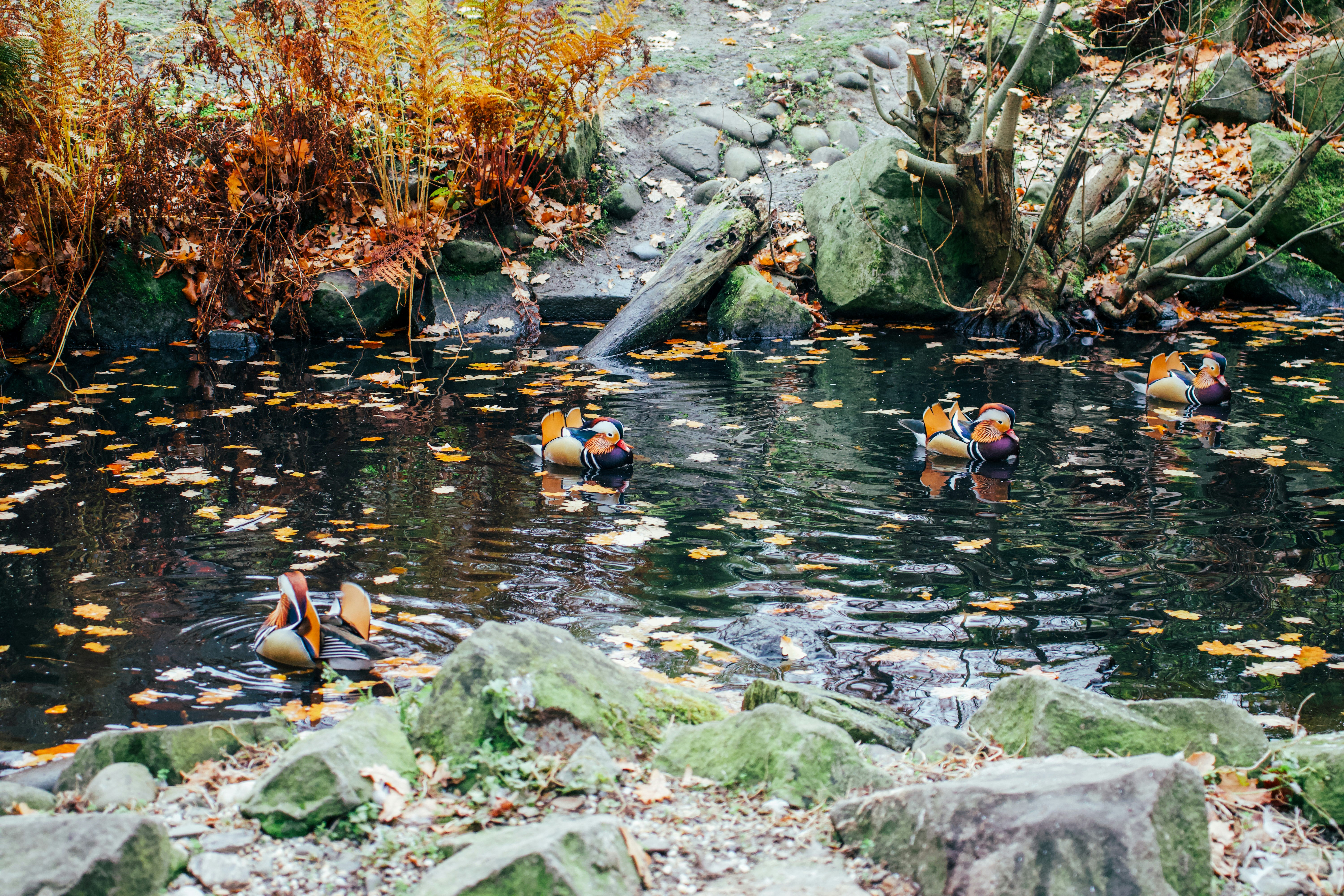 Grouped Mandarin Ducks in a Tranquil Autumn Pool