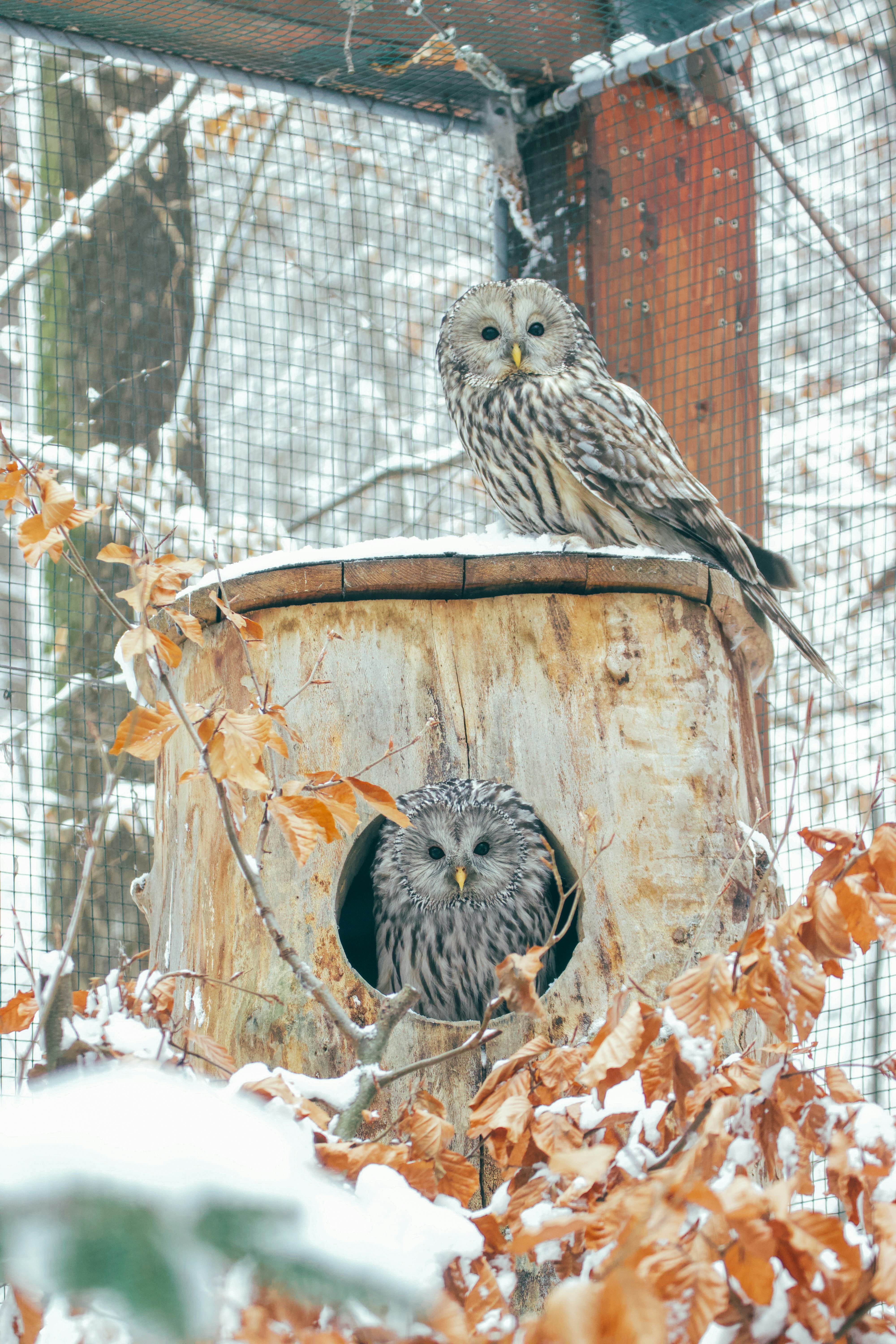 Snowy Perch: The Watchful Pair in a Wooden Hideout