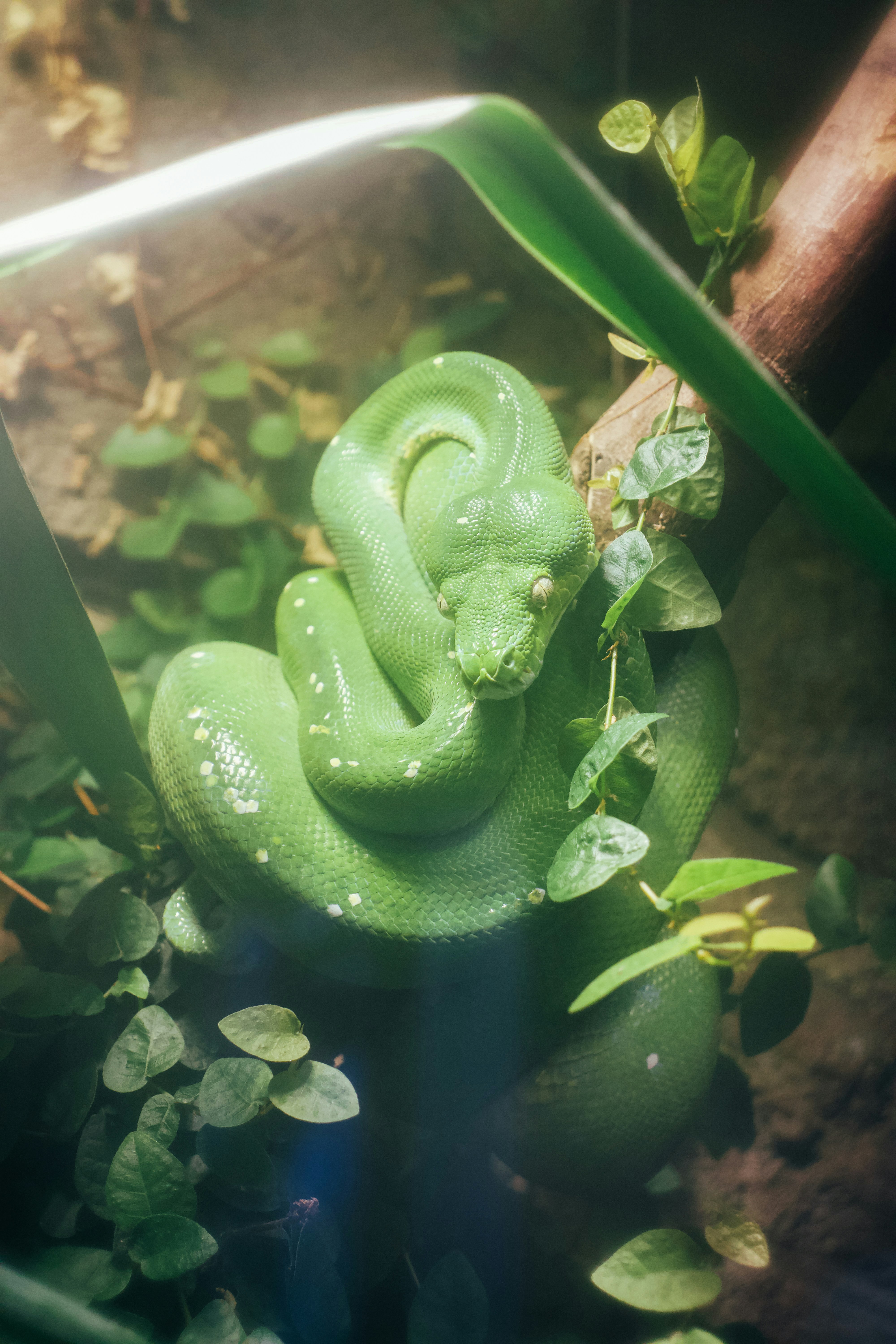 Emerald Coil: A Green Pit Viper Wrestles Through Ferns