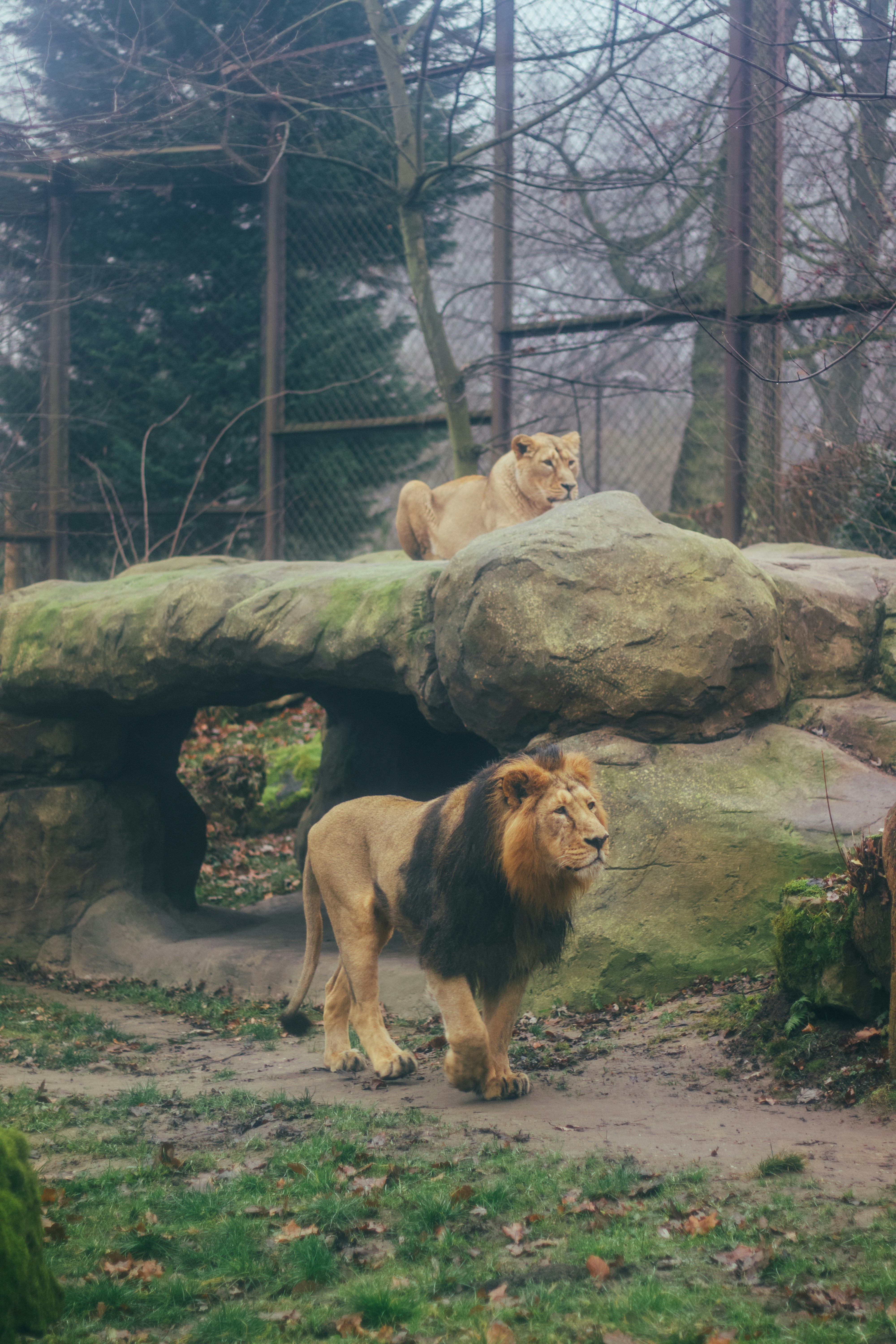 A Pair of Regal Giants Guard the Stone Bridge