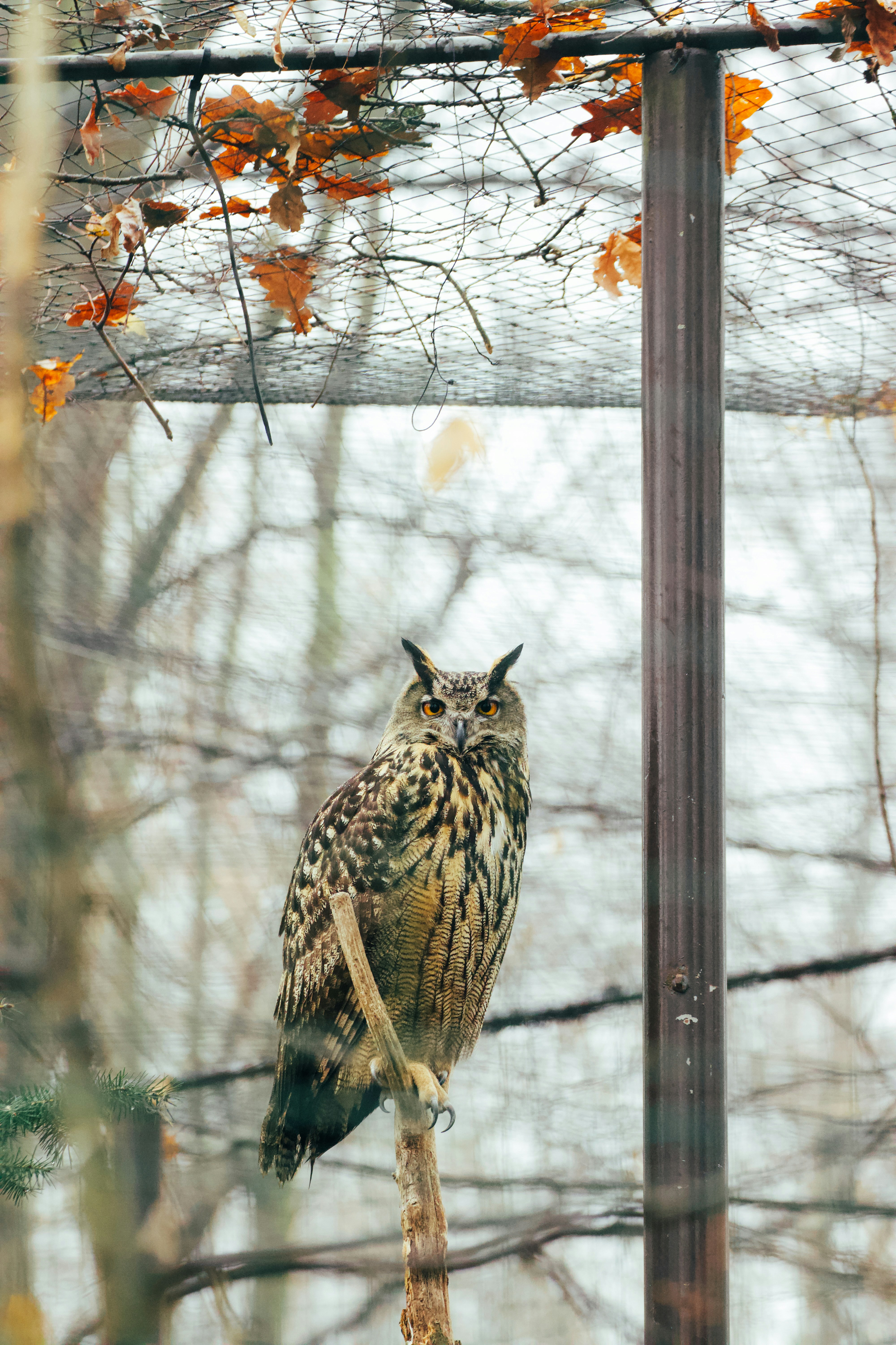 Silent Watcher on a Winter Perch