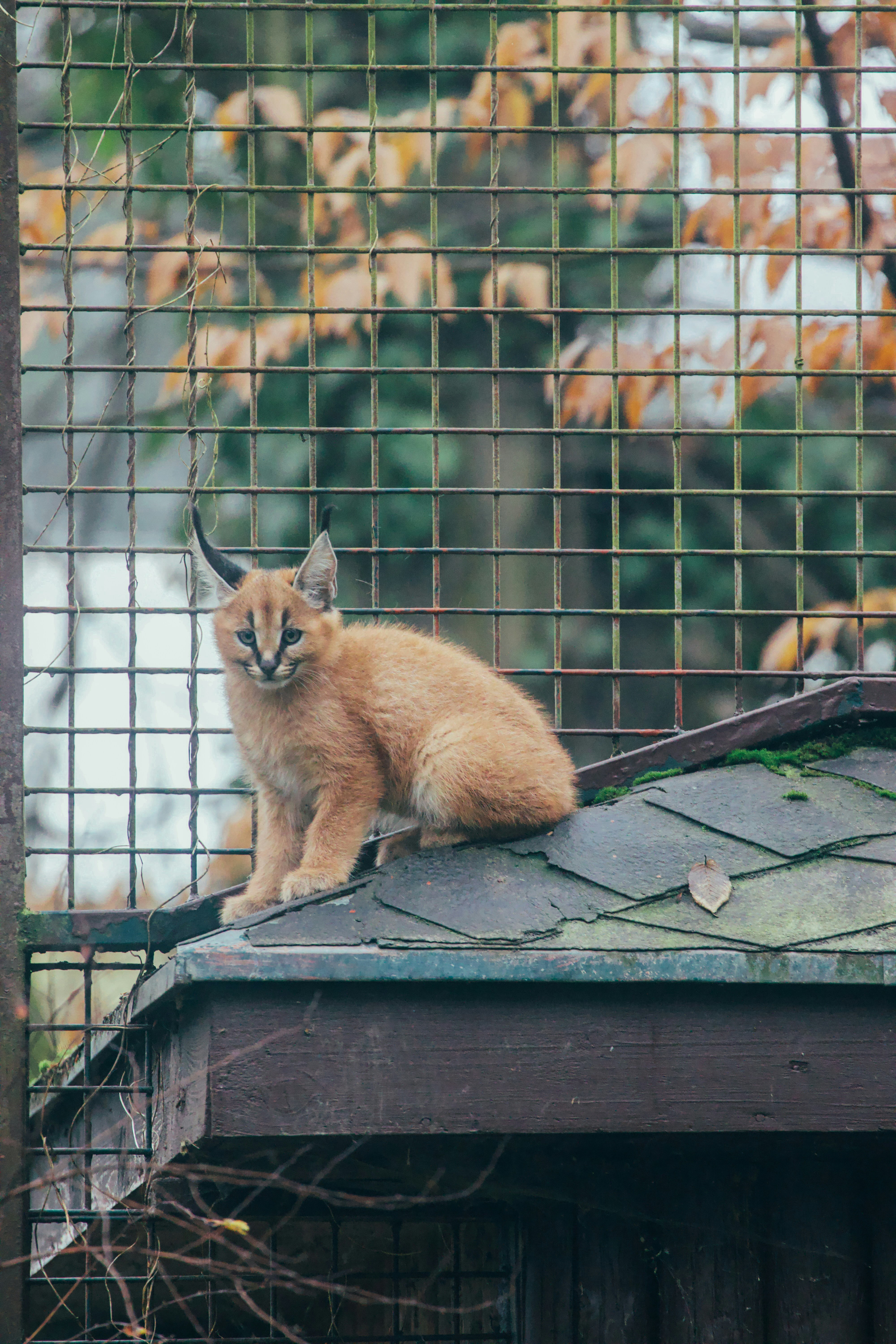 Copper-brown ụlọ-cat on weathered roof behind a wire grid