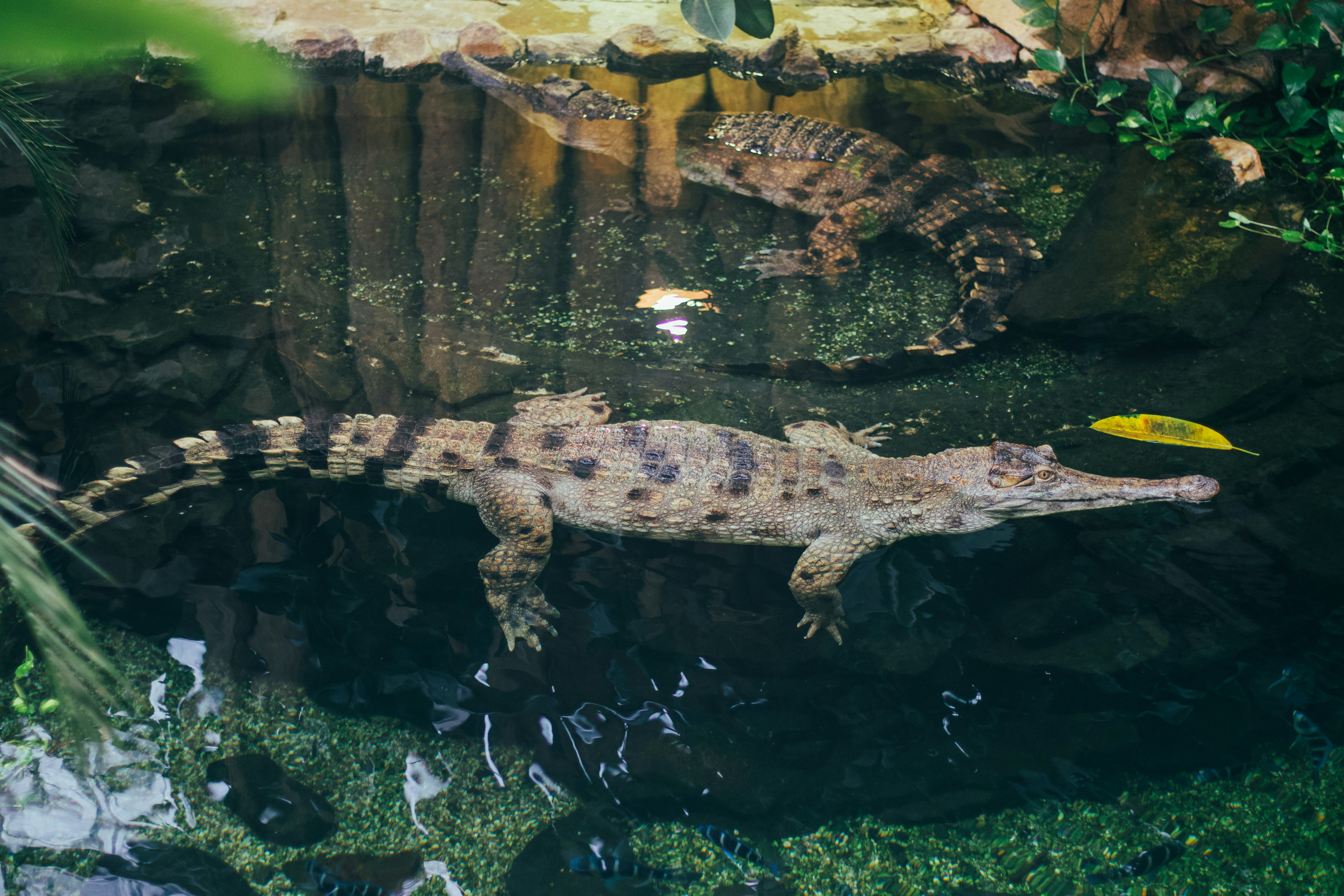 Two Nile Crocodiles Drift in a Shaded Pool