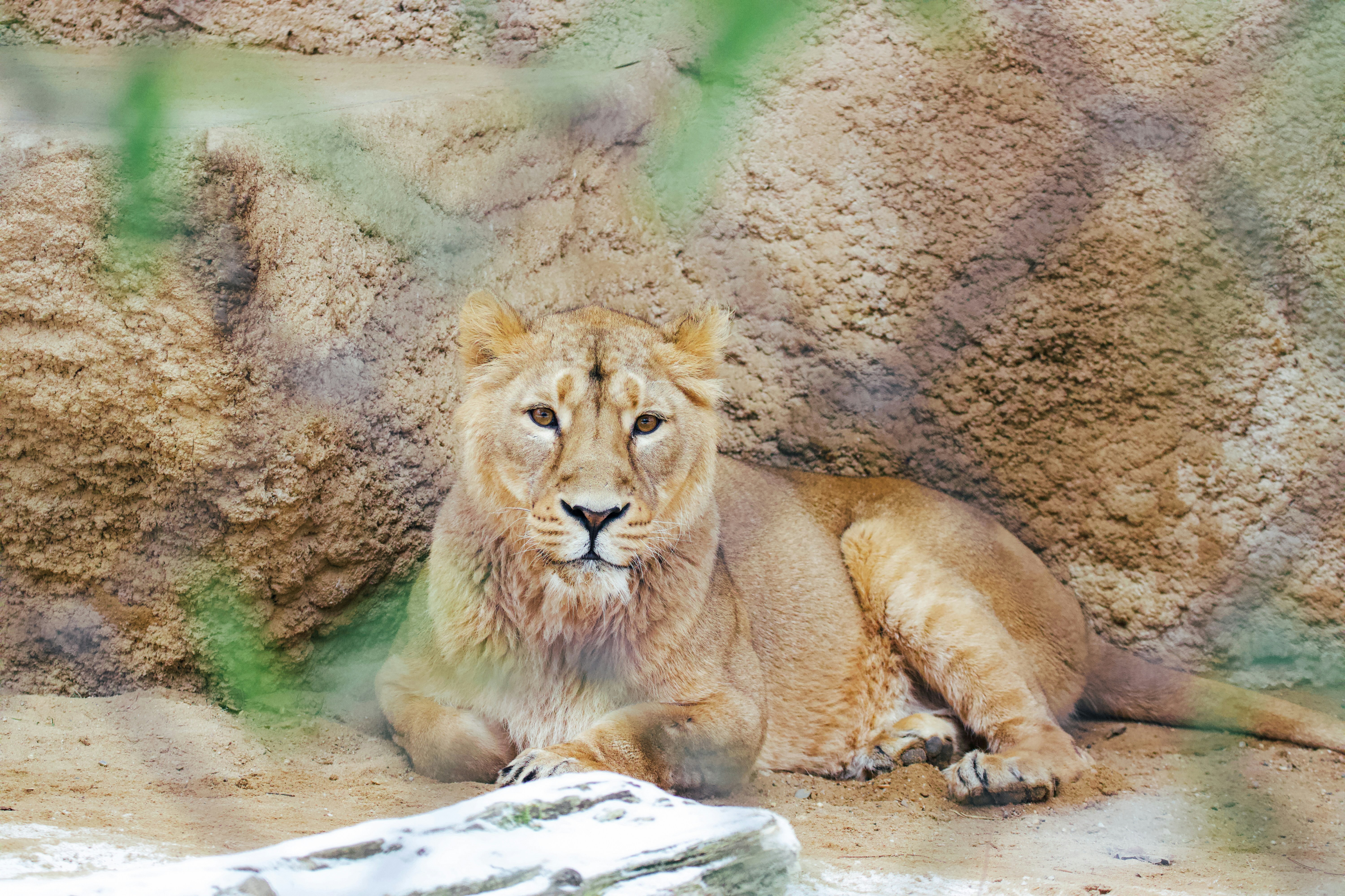 Lioness Resting Vigilantly Amid Sunlit Rocks