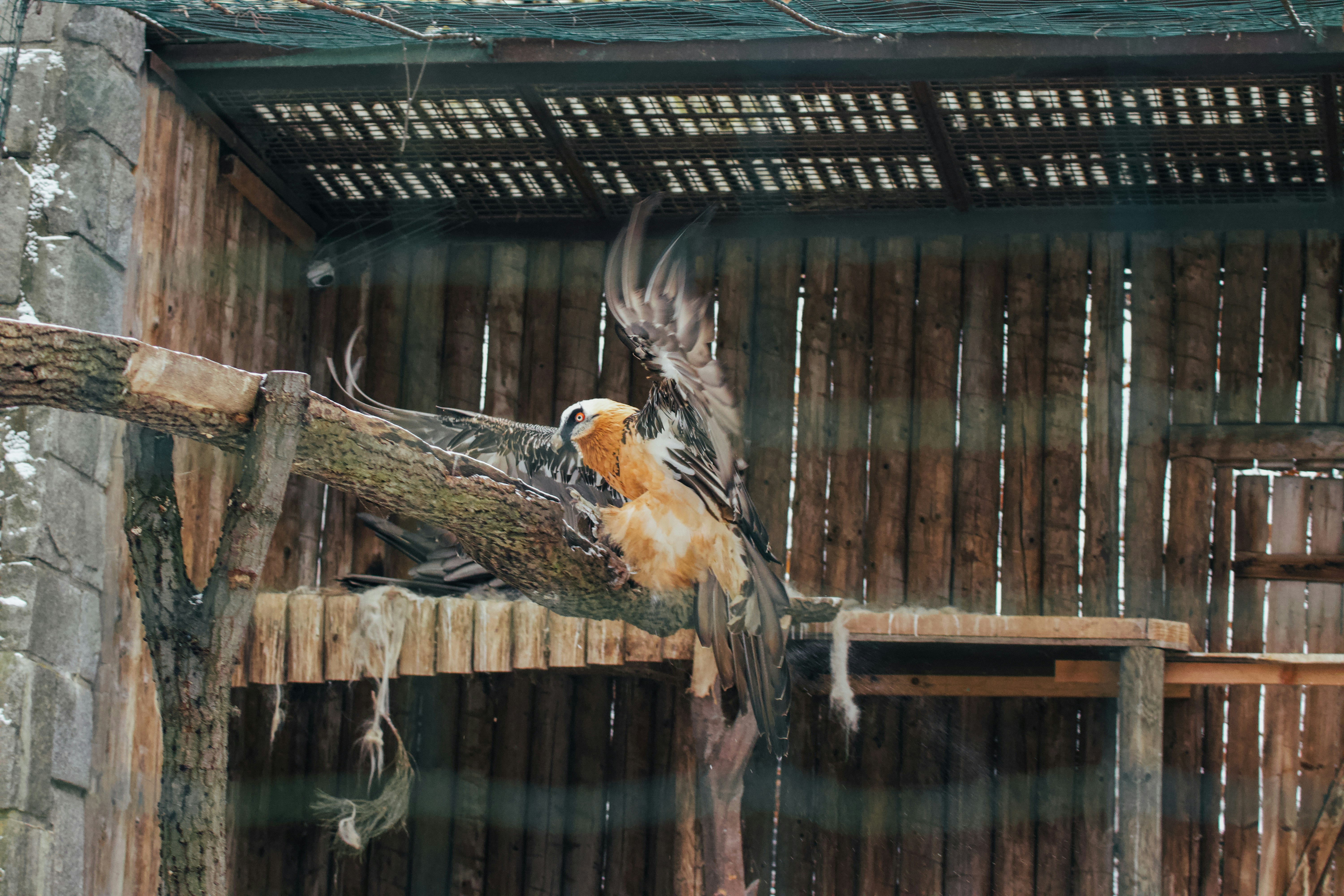 Bird of Prey in Flight Above a Wooden Enclosure