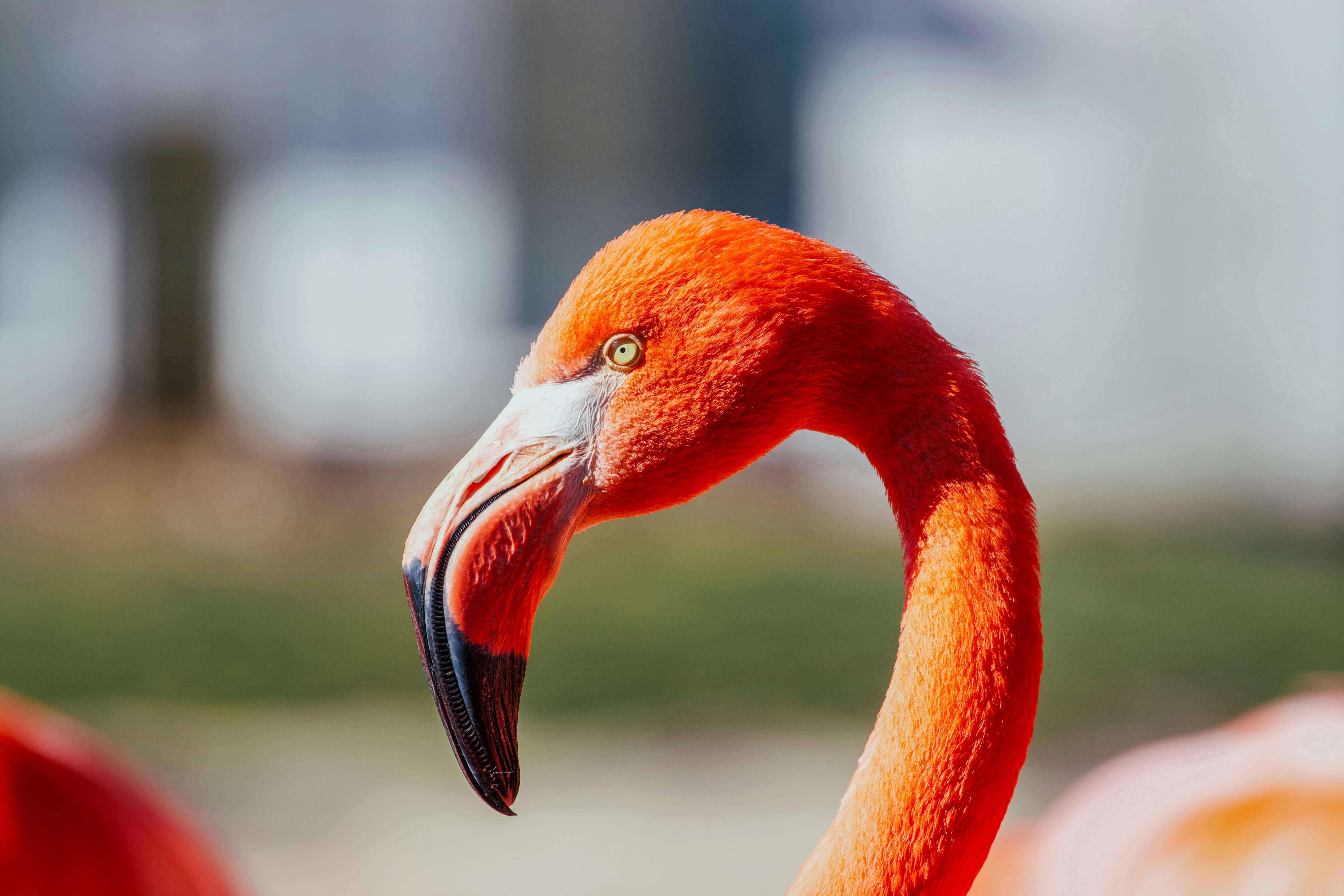 Scarlet Arching: A Flamingo's Gaze Across the Lens