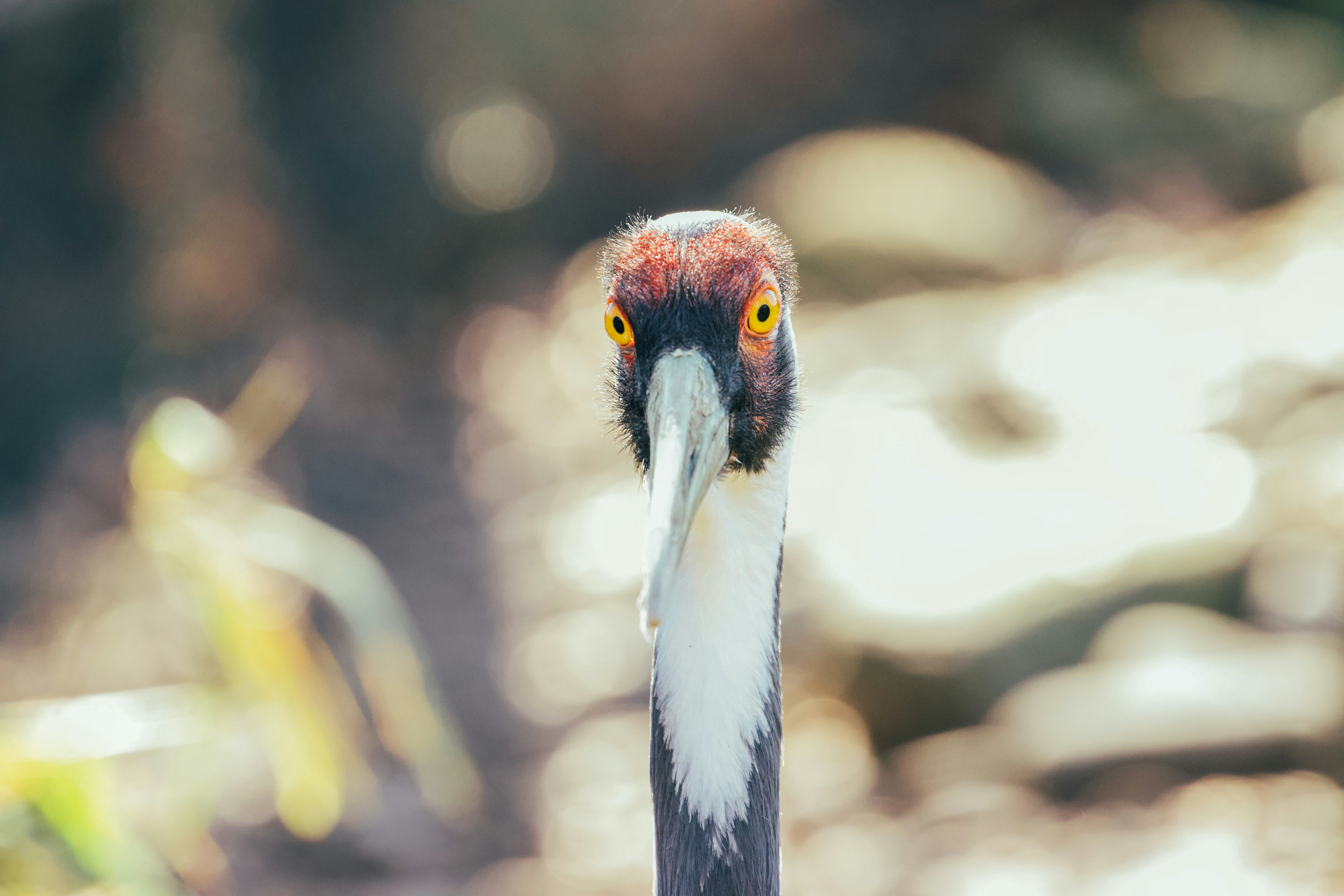 Eye of the Crane: A Staring Gaze Amid Blurred Backdrop