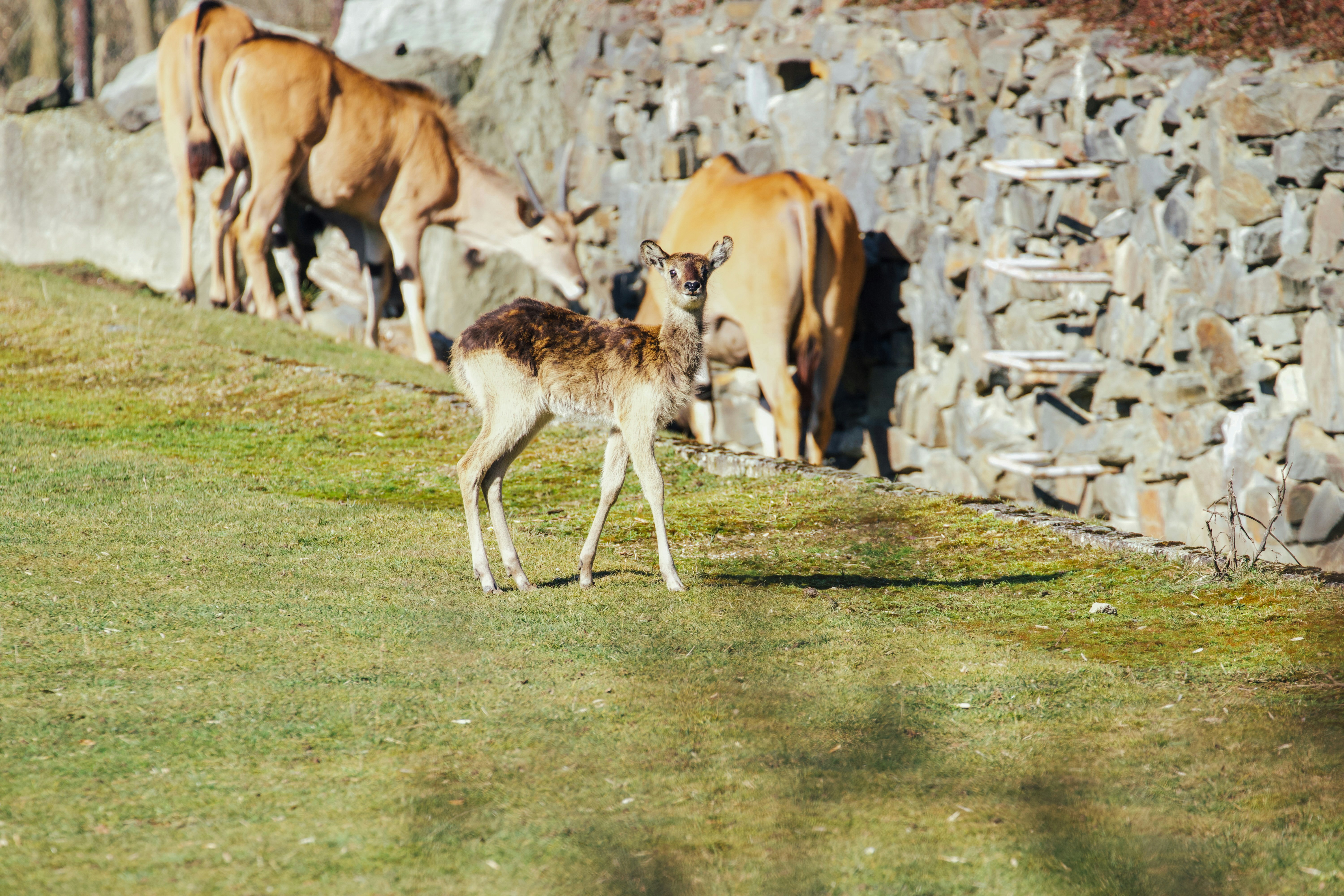 Lone fawn among resting cows by a stone wall