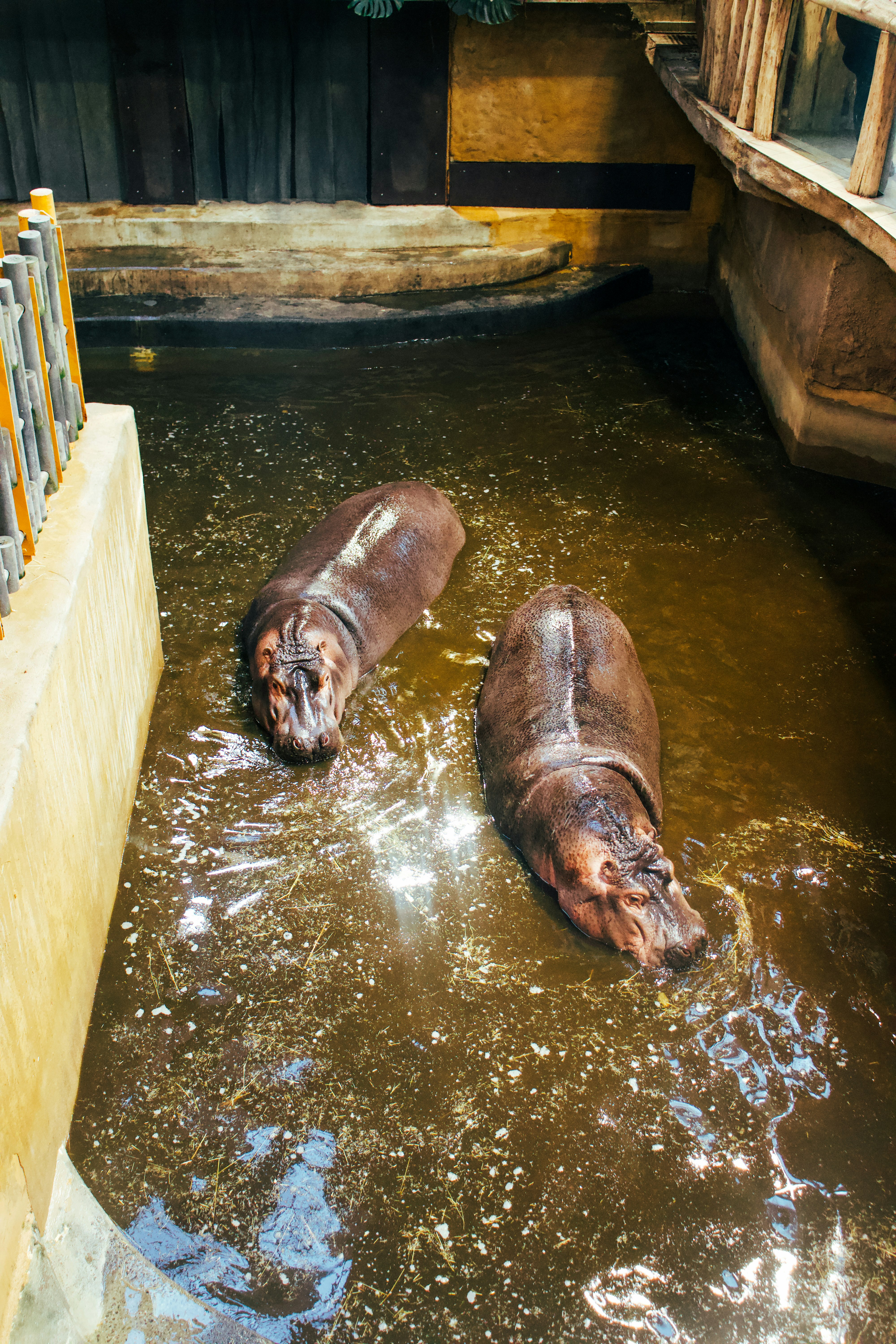 Low-water Portals: Two Hippos Amid a Quiet Concrete Channel