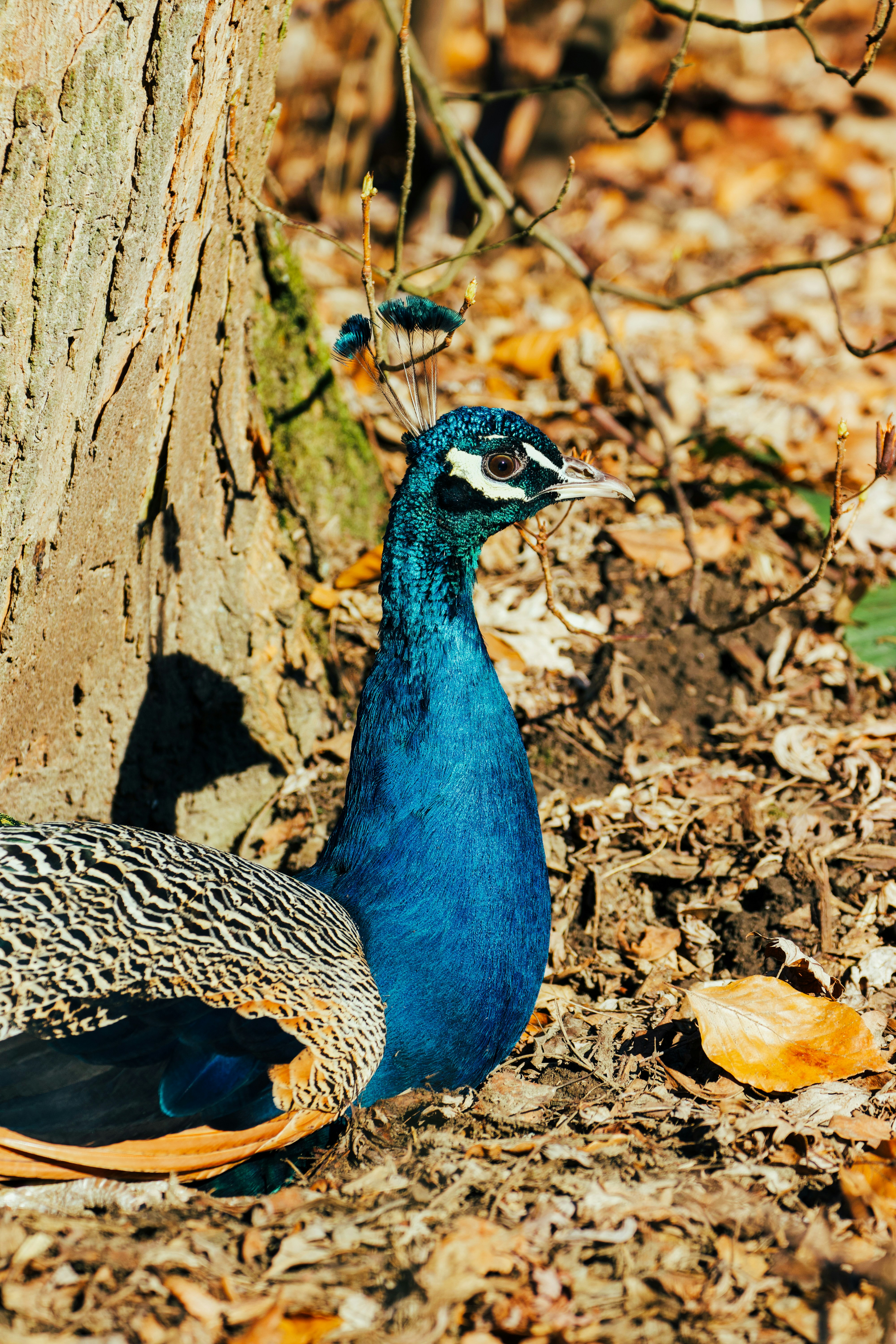 Azure Crowned Beneath Autumn Light