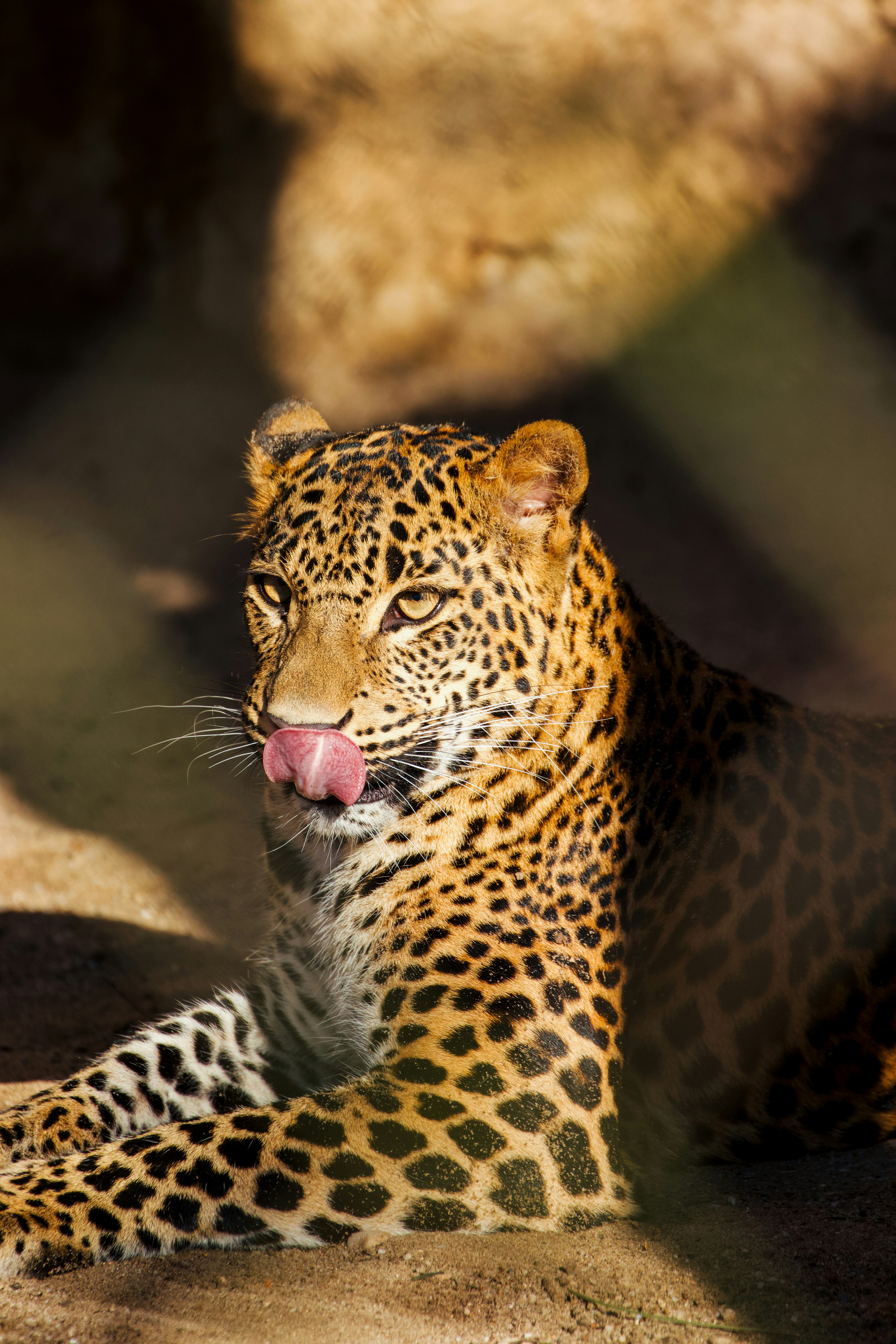 Leopard in Dappled Shade: A Quiet Gaze