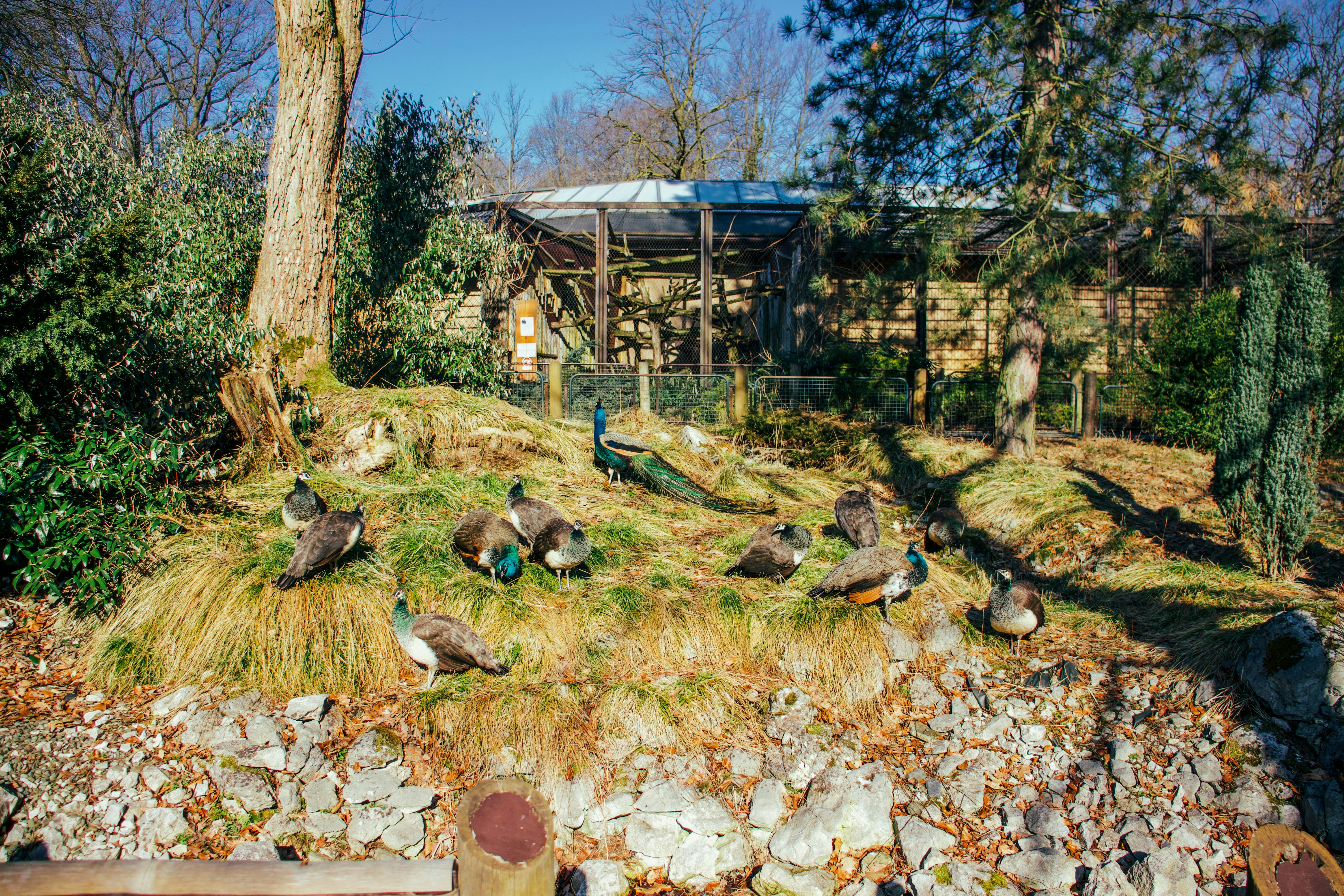 A Preening Parade: Ducks on a Pebble Riverbank with a Garden Backdrop