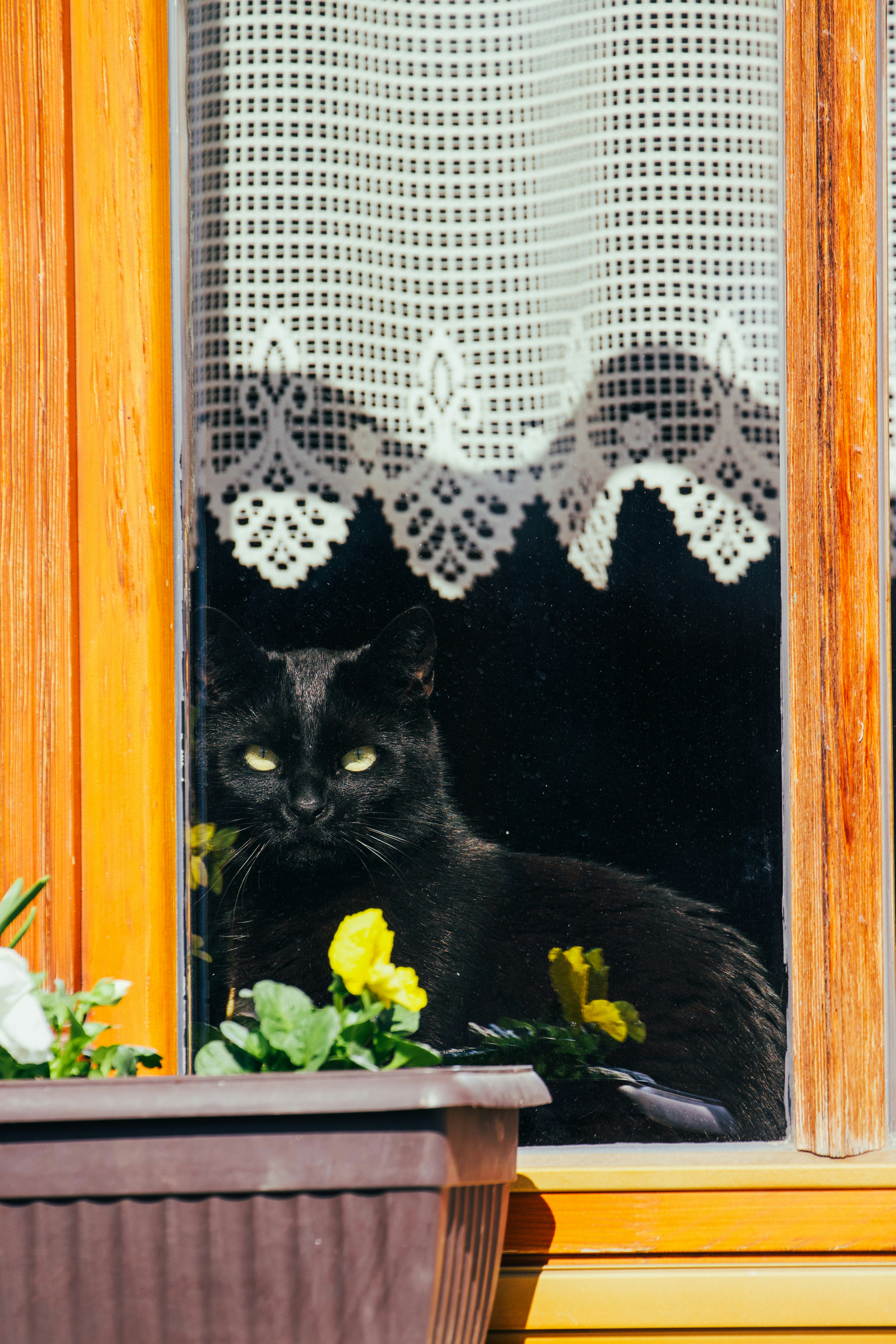 Midday Vigil: A Black Cat in a Lace-Silled Window
