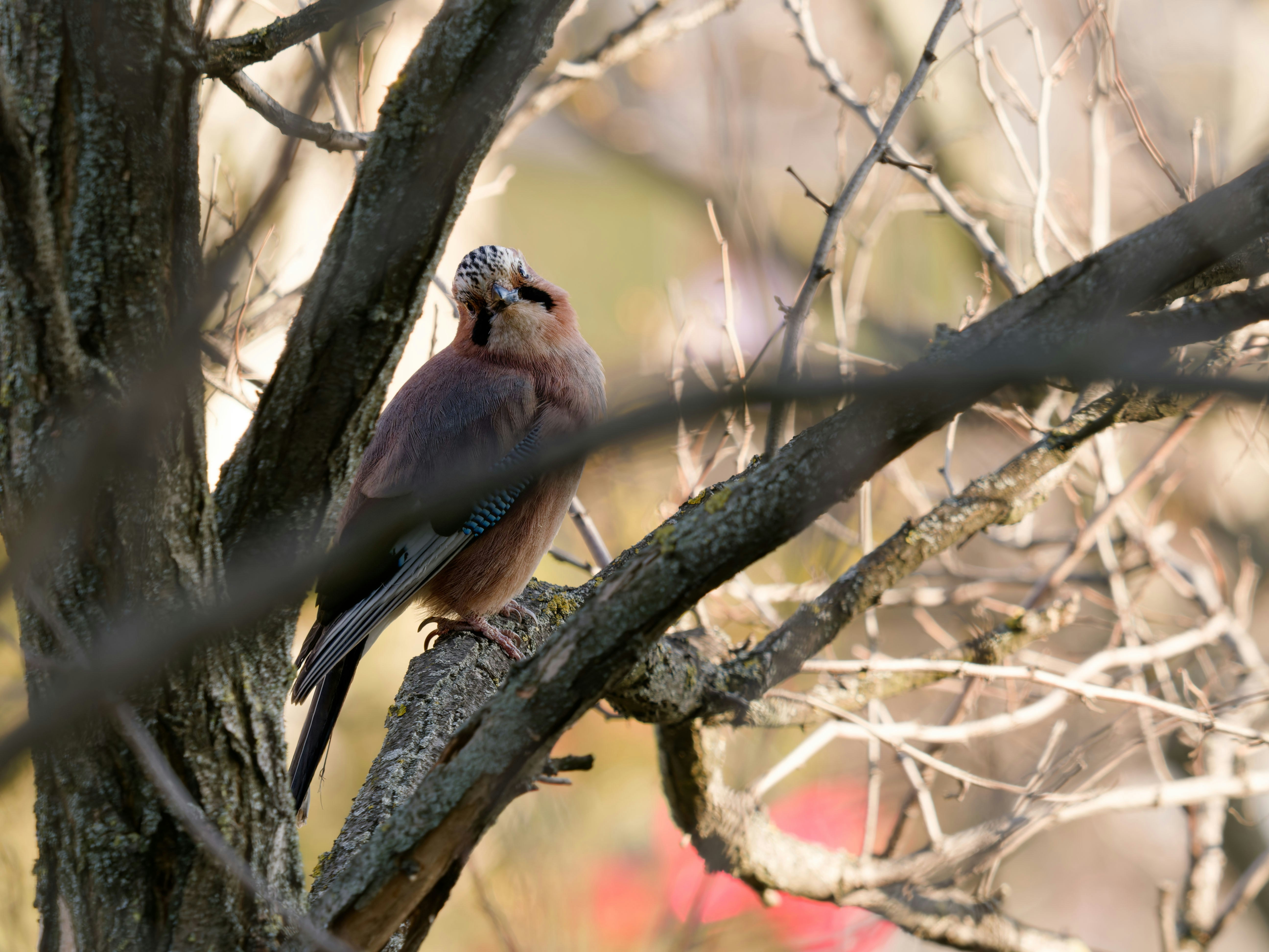 Prancing Pink-Breasted Finch: A Moment Among Winter Branches
