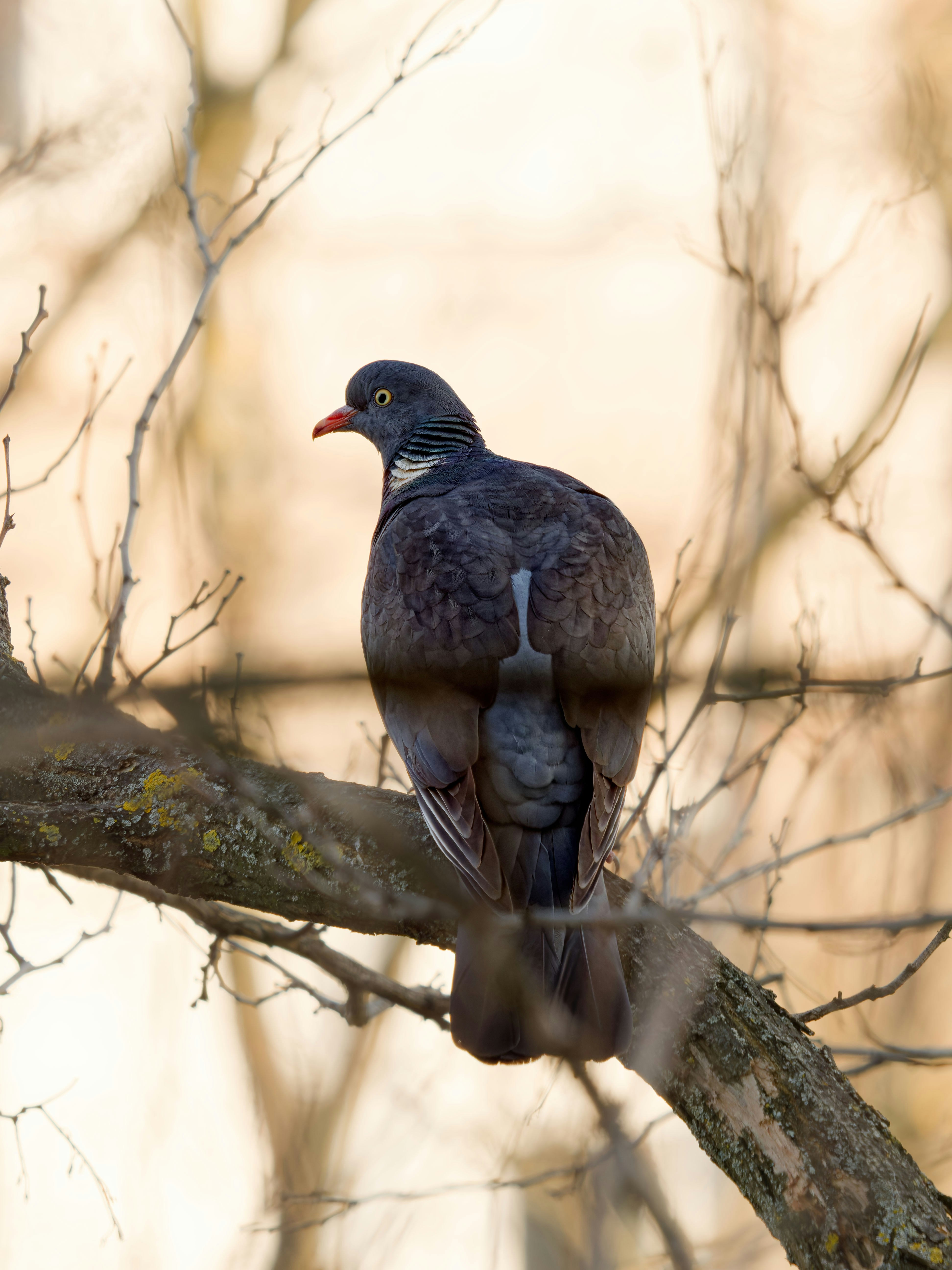 Midday Perch: Pigeon on a Braced Branch
