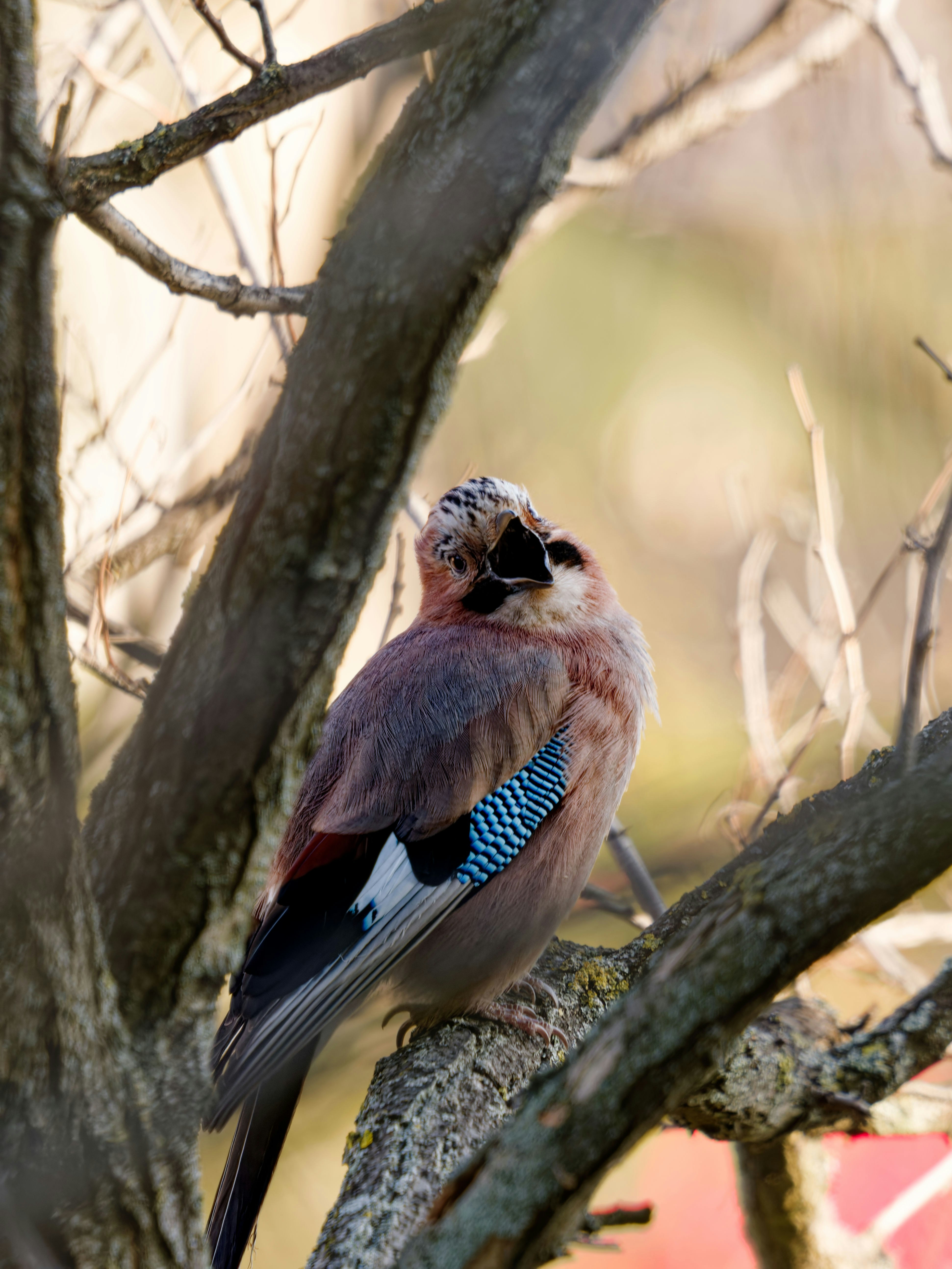 Pinkish Bird with Blue Wing Stripes Perched Among Branches