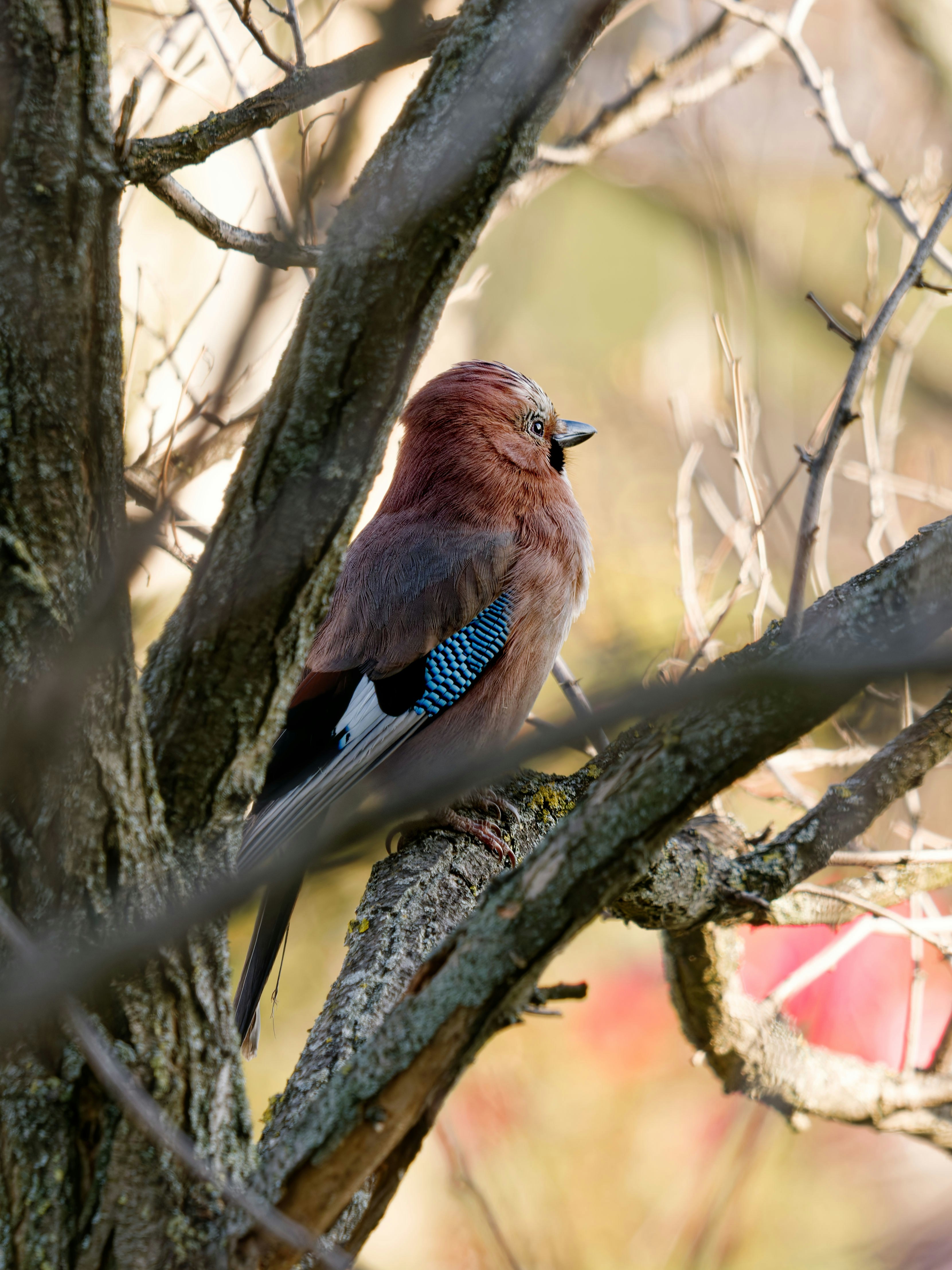 Azure-Handled Finch Perched Among Winter Branches