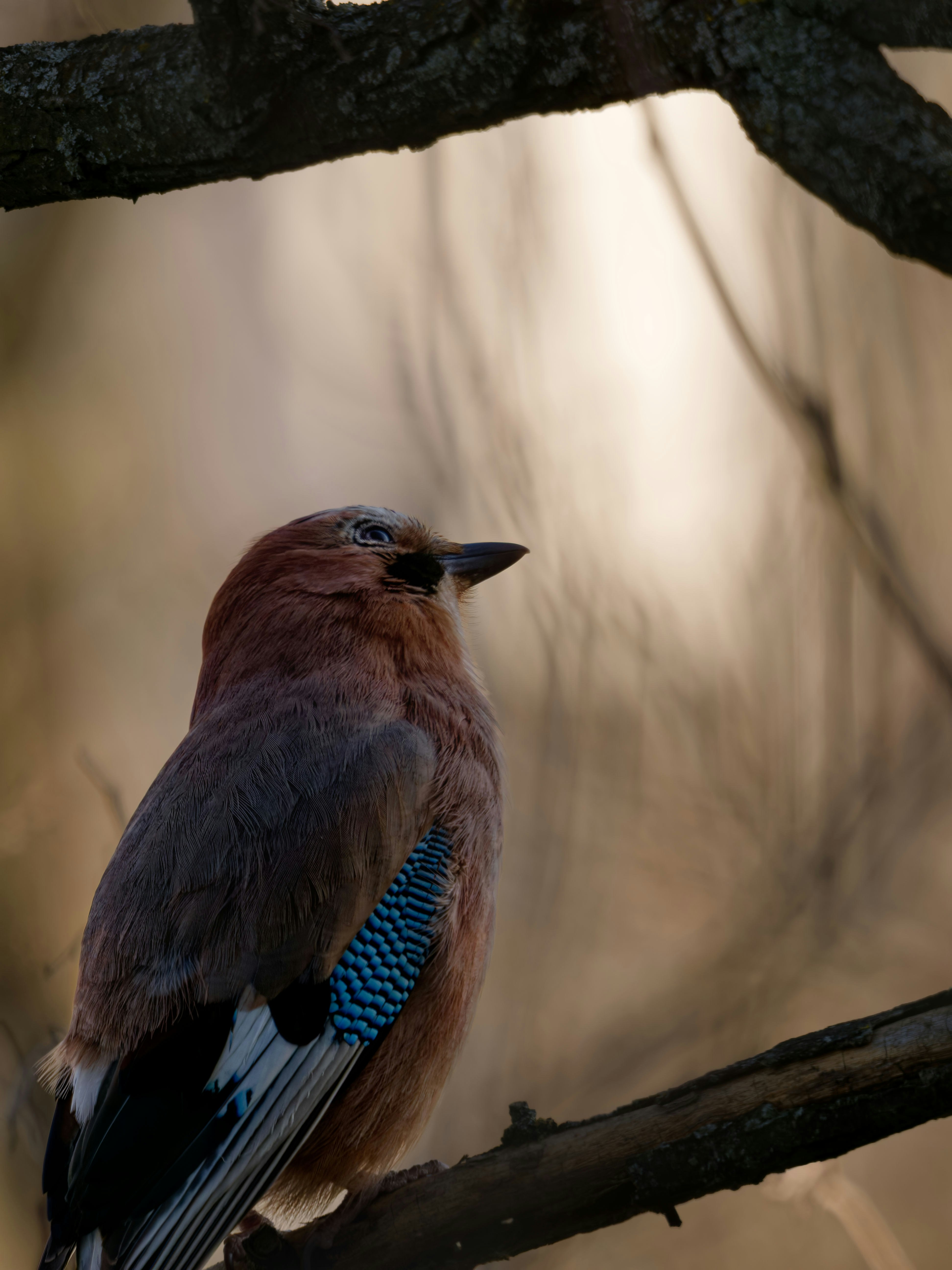 Iris and Branch: a patient perched moment