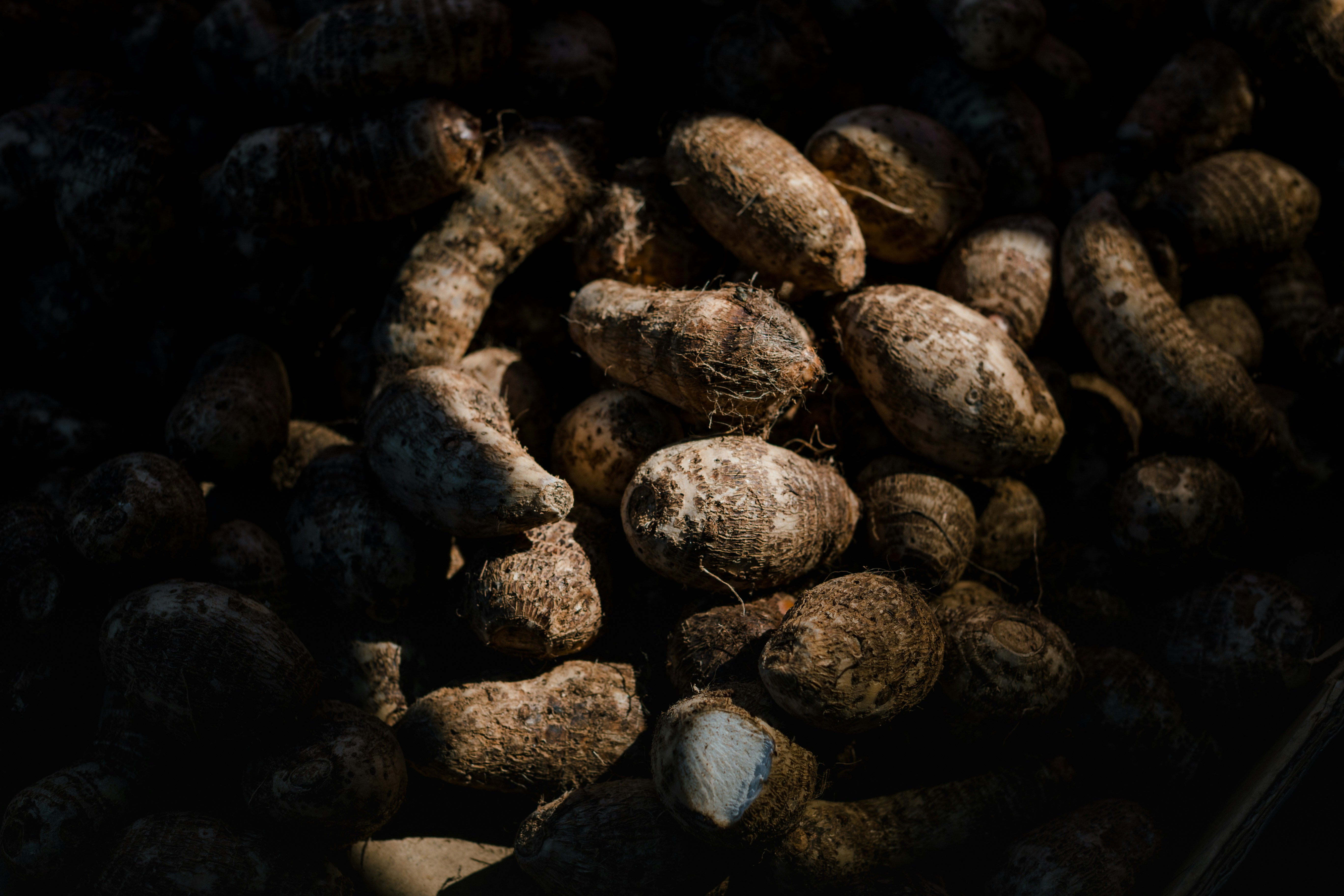 Gold-toned potatoes in shadowed harvest heap