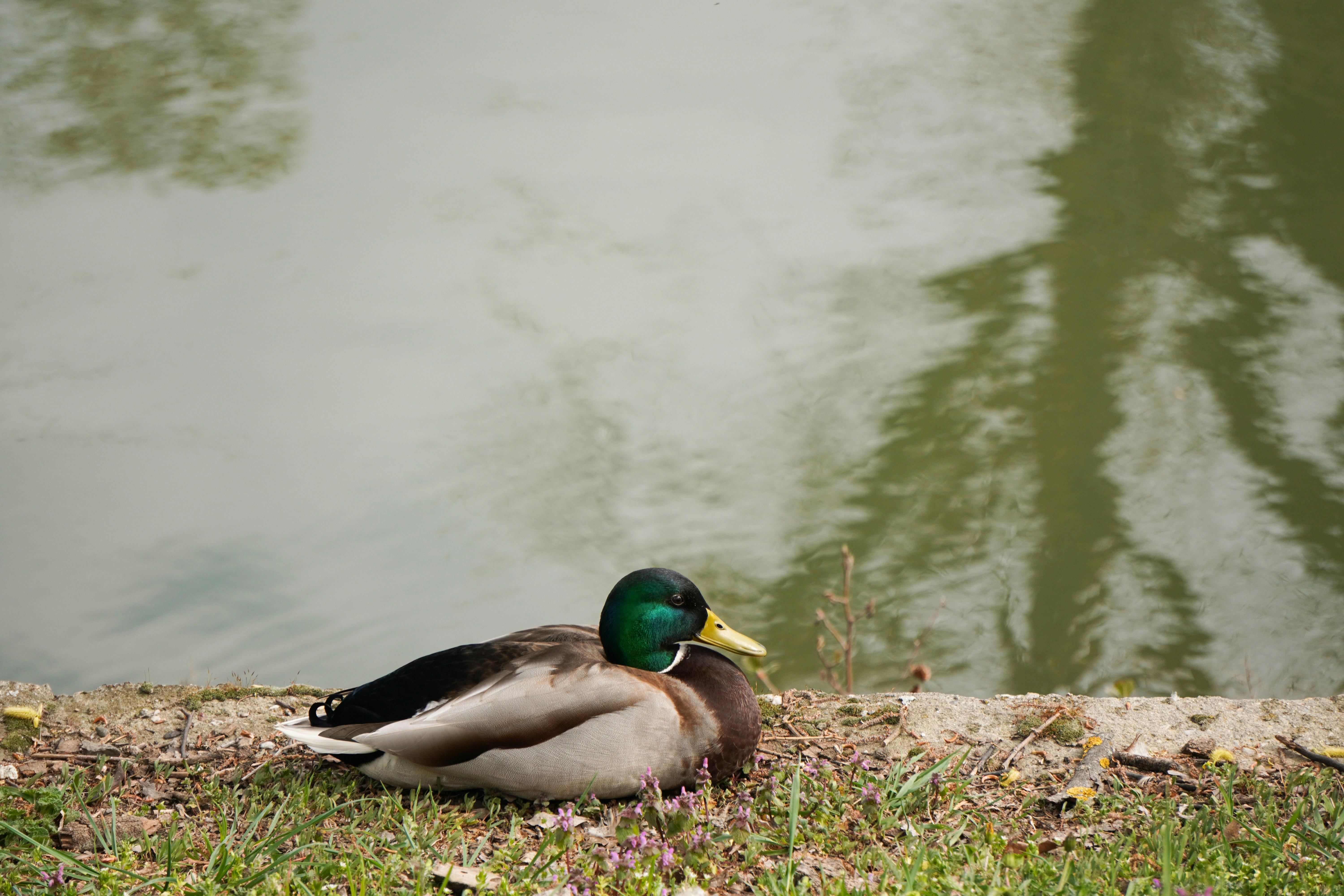 Midday Rest by the Riverside: A Mallard at the Water’s Edge