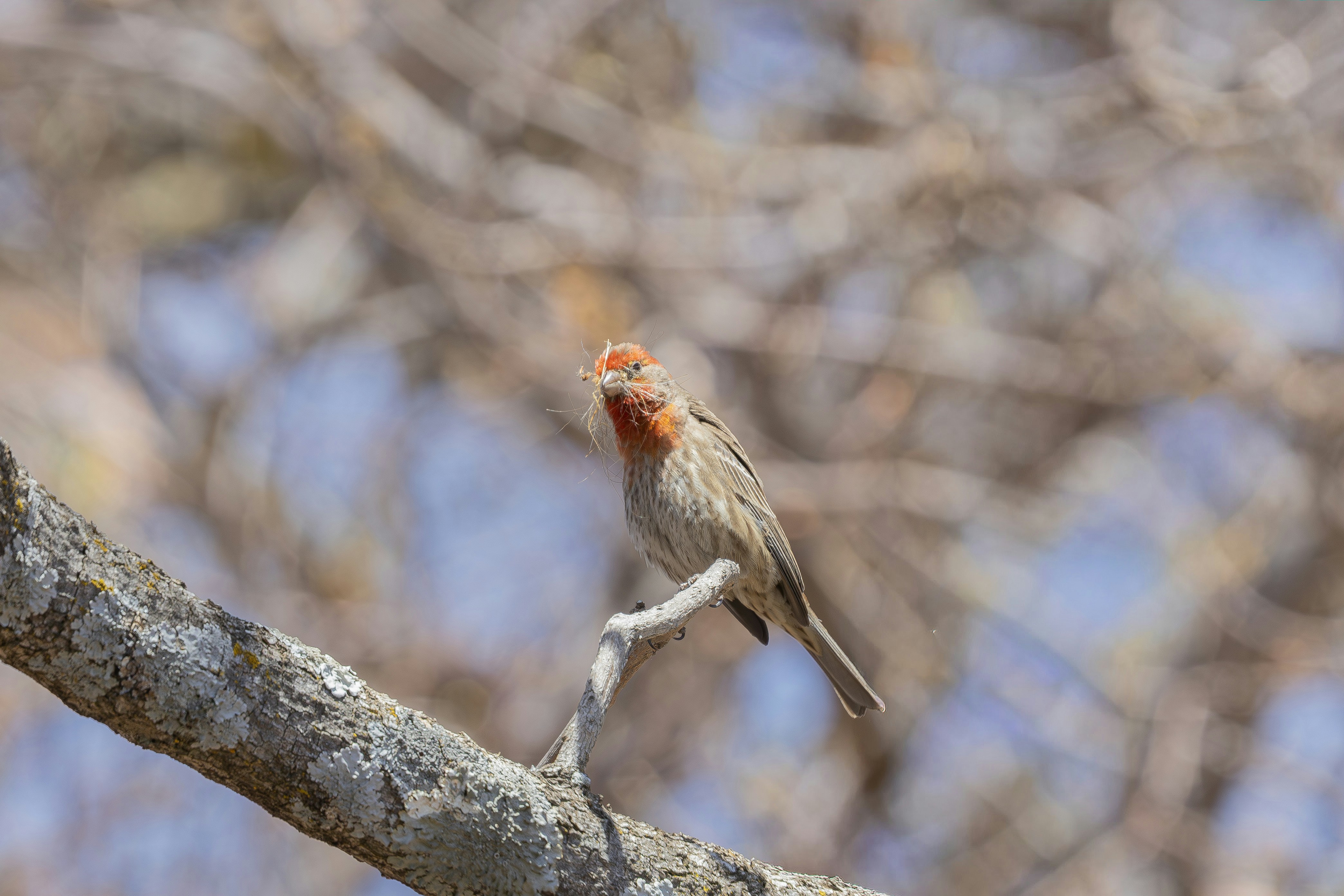 Red-breasted Warbler on a Gnarled Branch in Bright Daylight