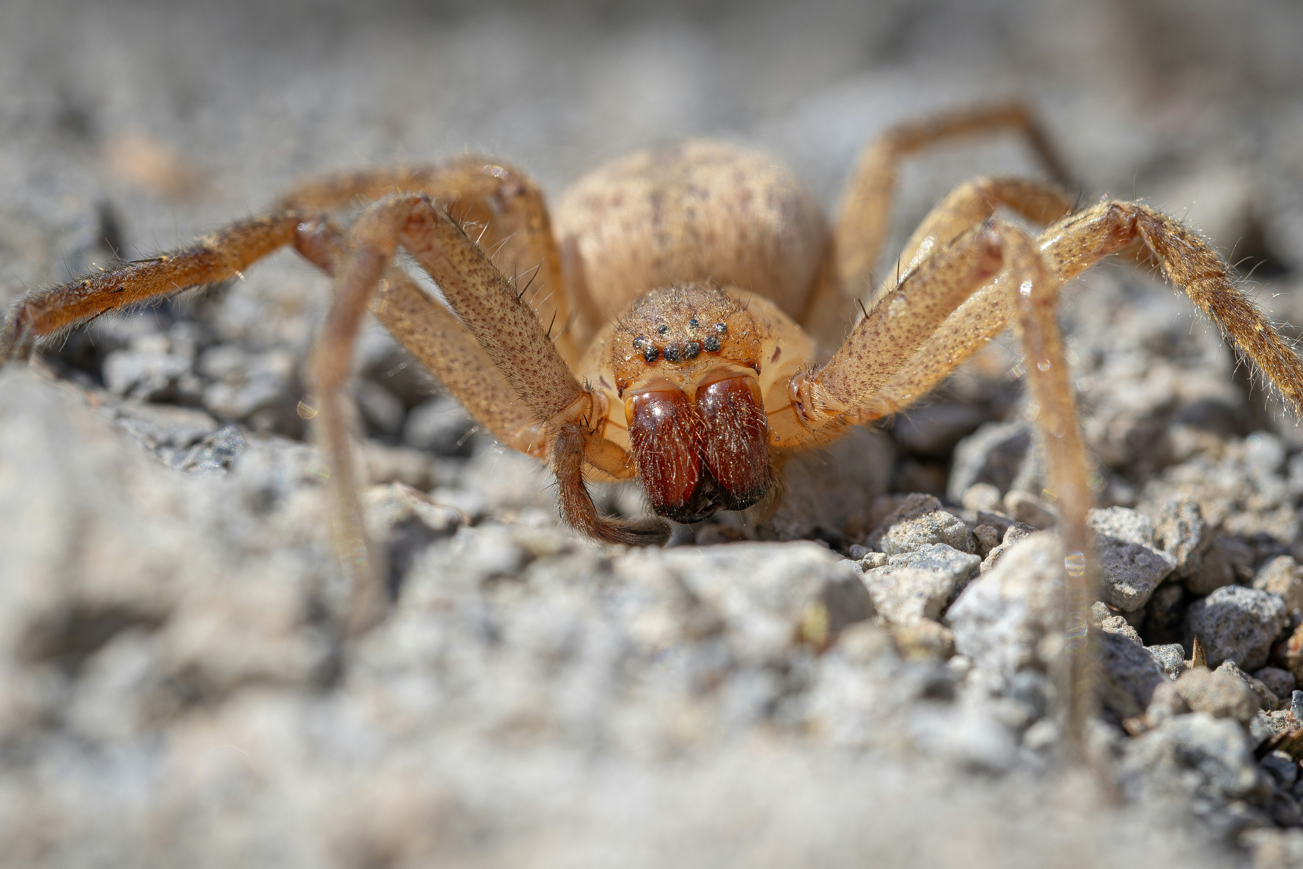 Grounded Hunter: a close-lurking close up on a brown crab spider