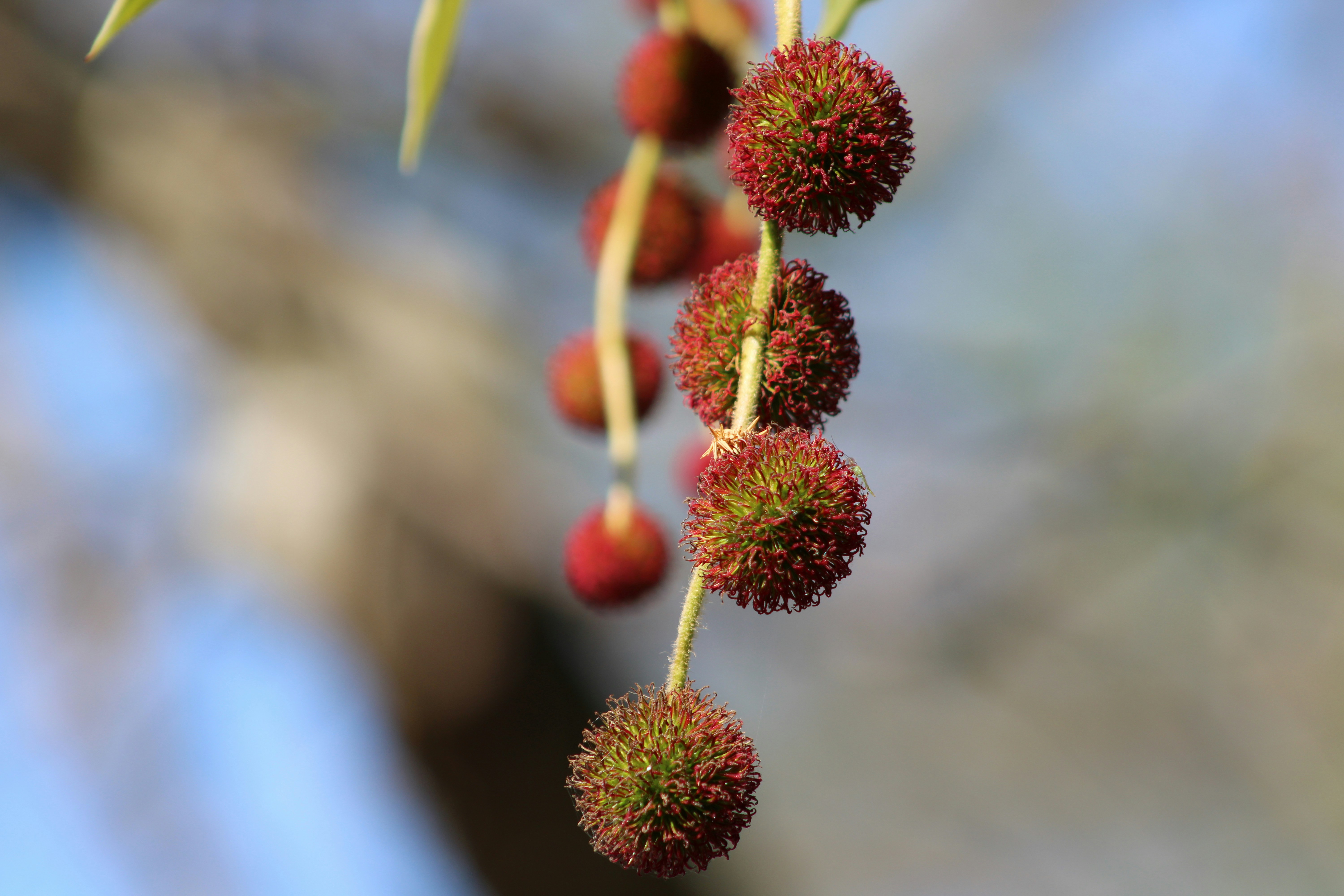 Dangling Berry Clusters: A Close-Up of Nature’s Red Orbs