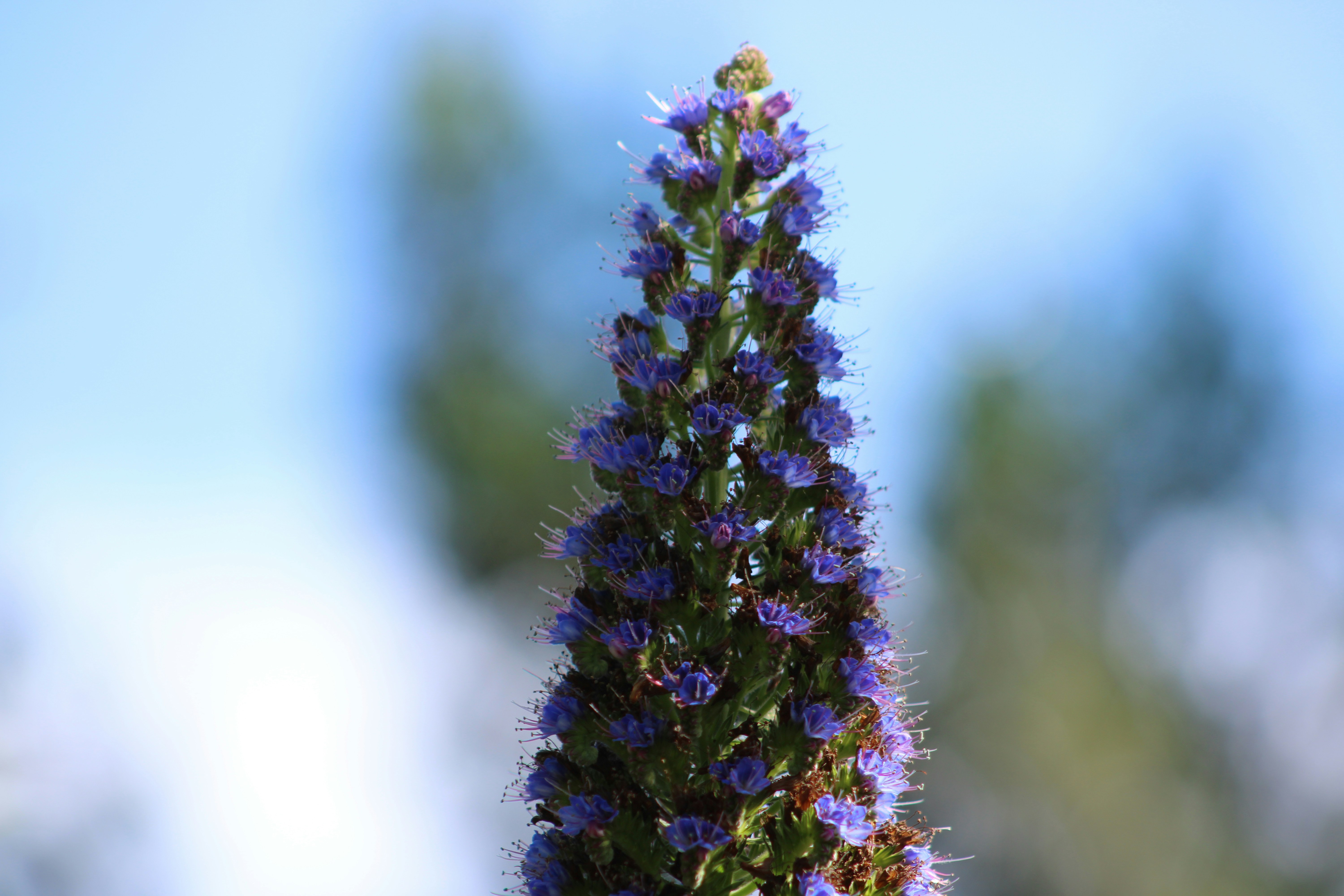 Purple Spike: A Close-Up of a Flower Torch against a Soft Blue Sky