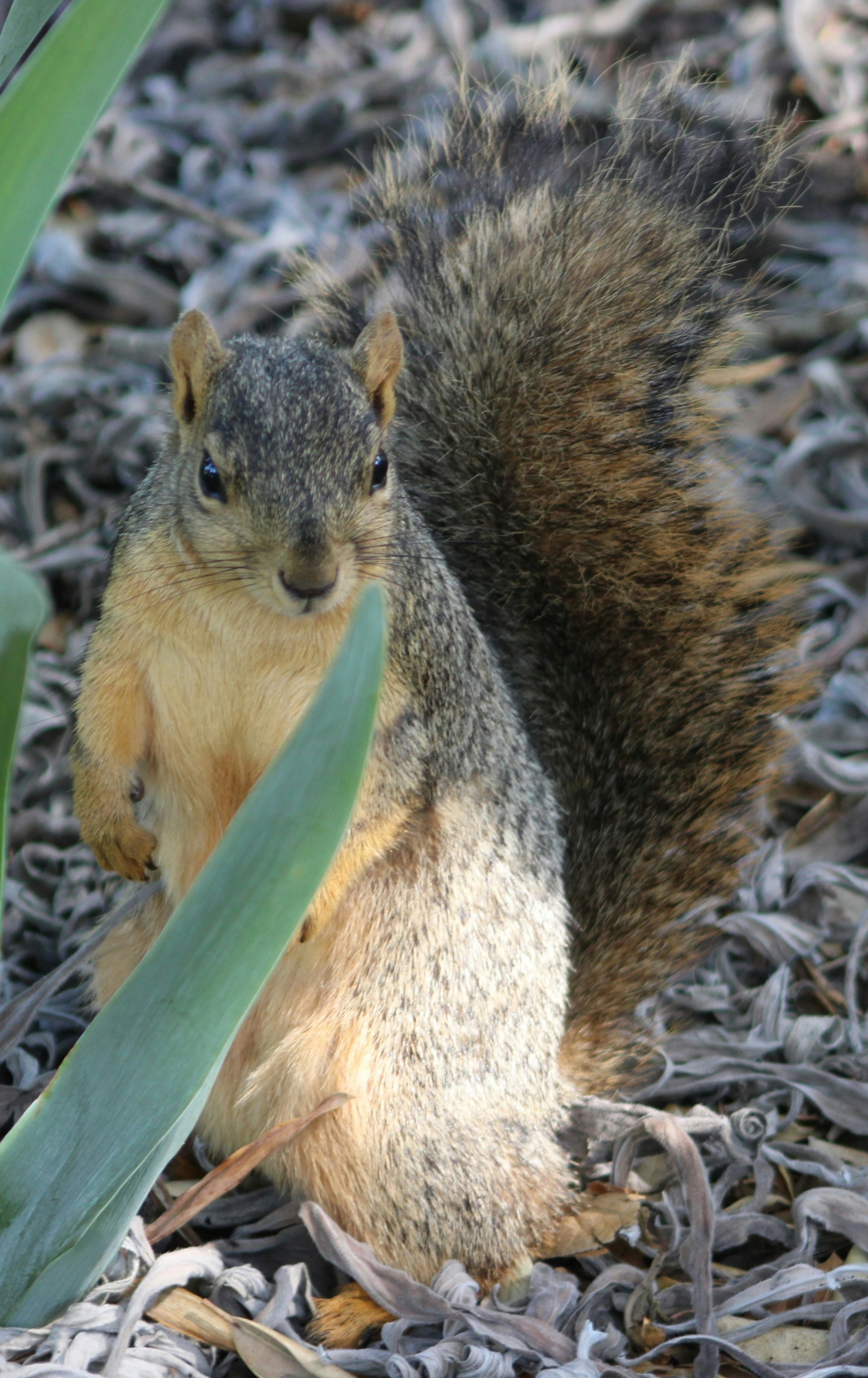 Curious Squirrel in a Leafy Understory
