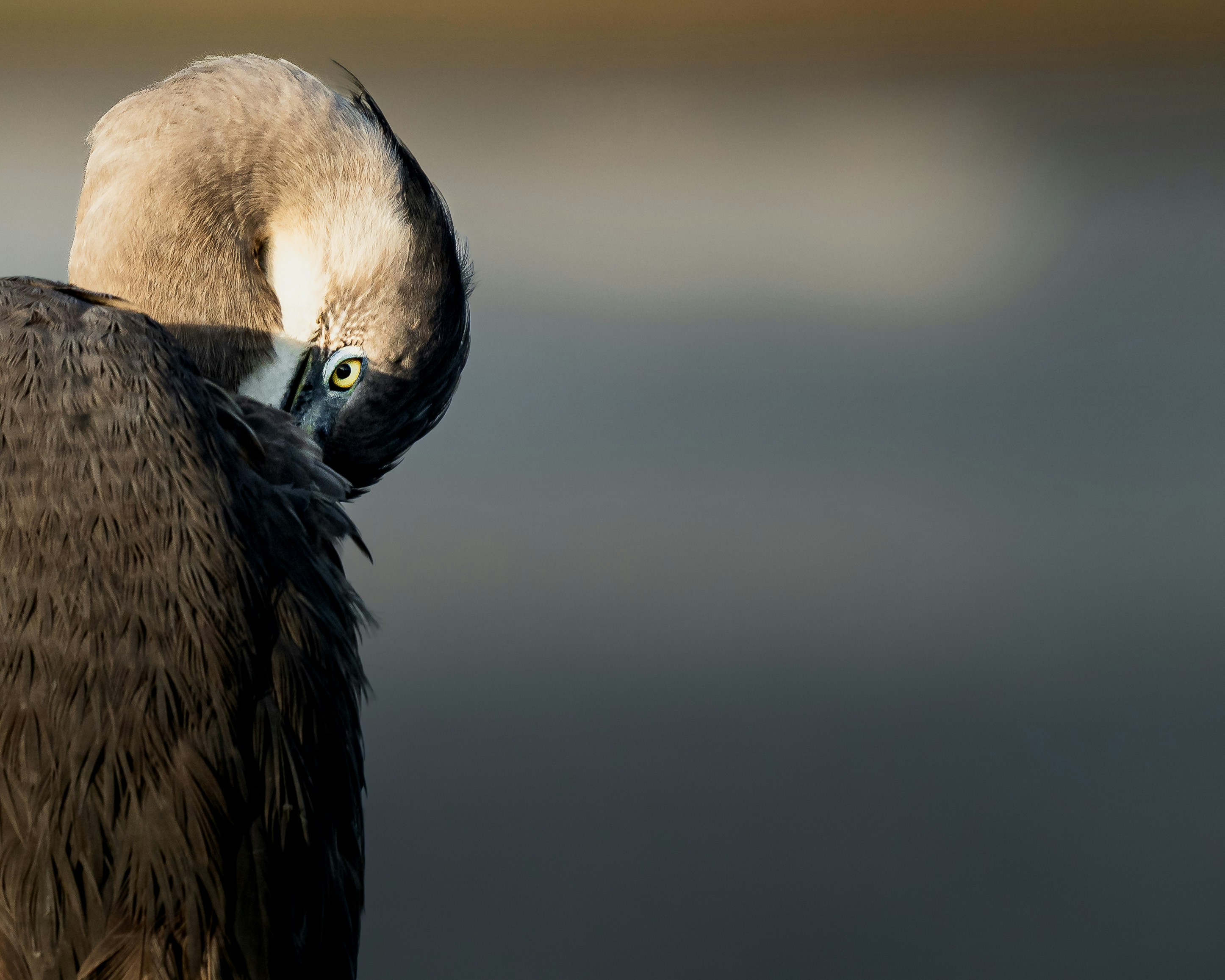 Glimpse of a Watchful Eye in Dusk-Soft Feathers