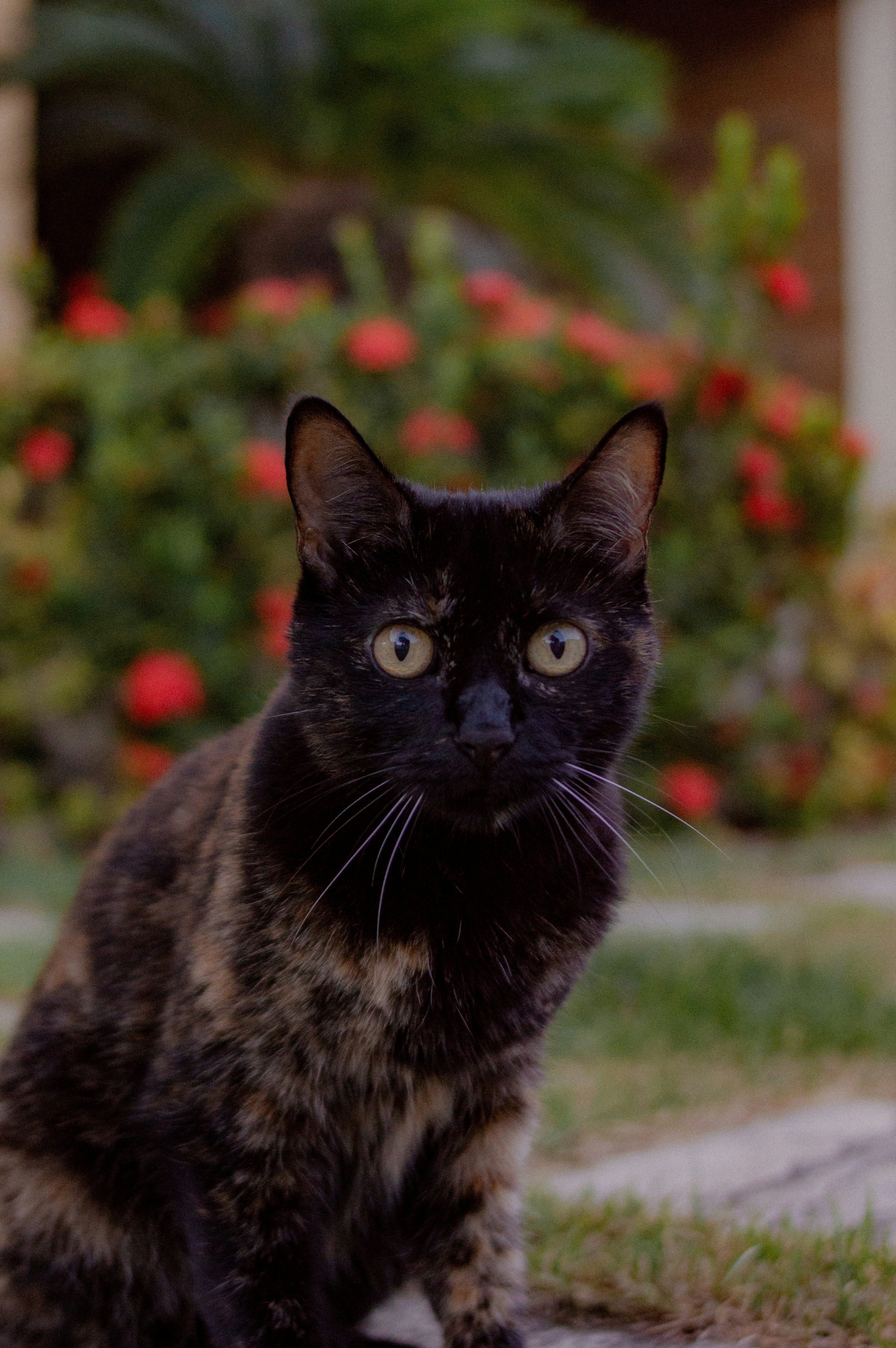 Midfield Gaze: A Black Cat Among Colorful Garden Blooms