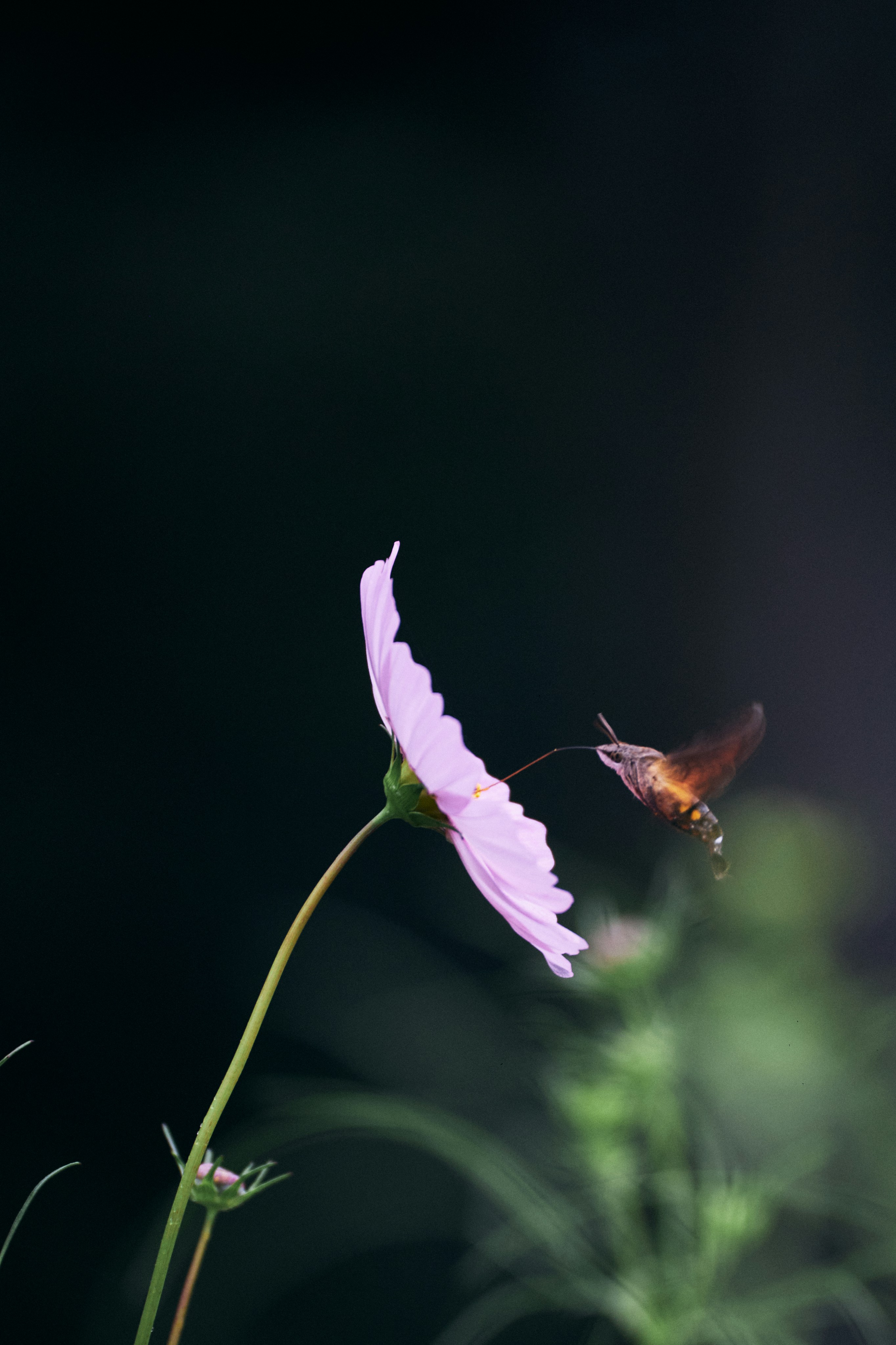 Daisy Blossom and Humming Wing: A Hazy Night Encounter