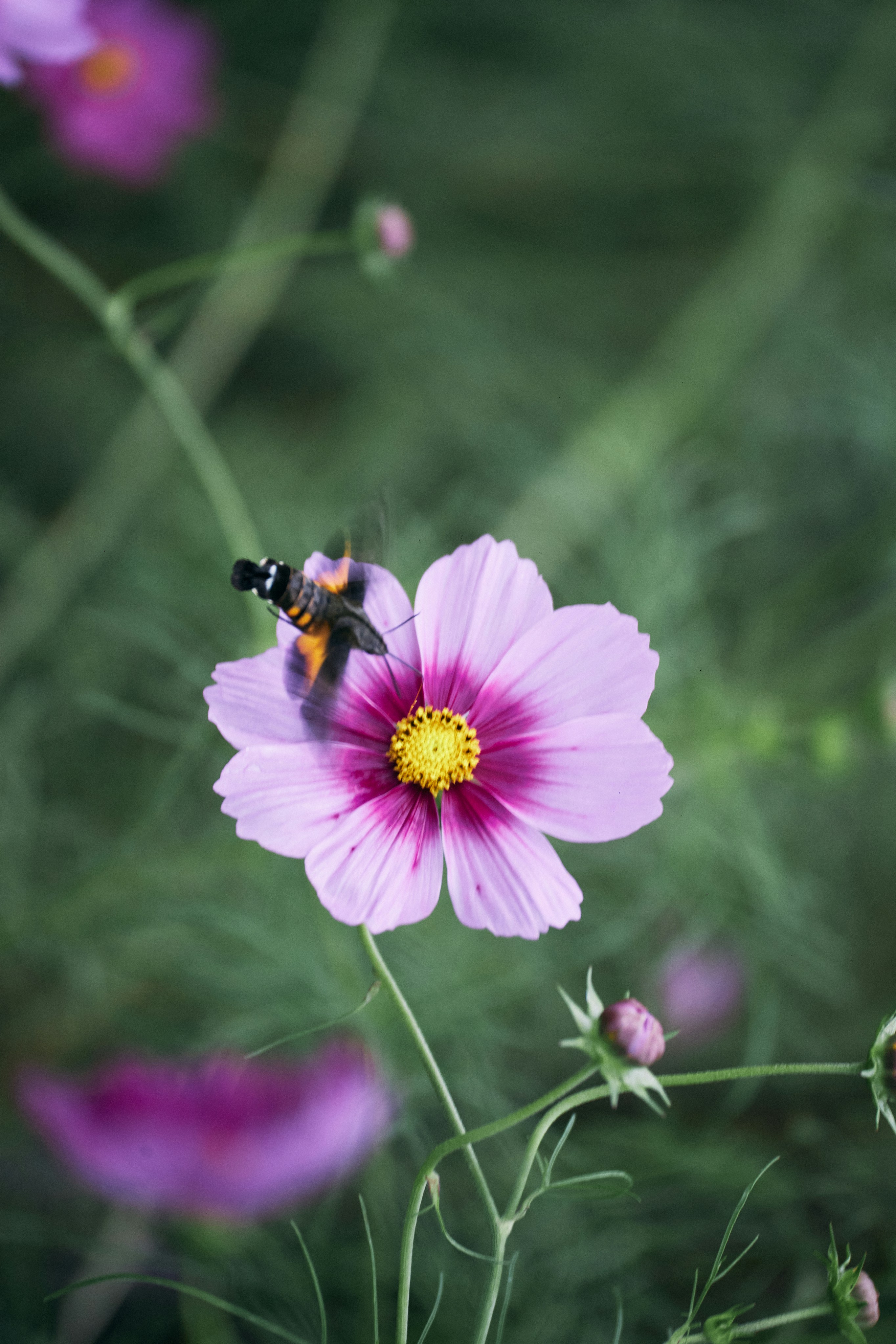 Purple Cosmos Bloom with Hovering Hummingbird