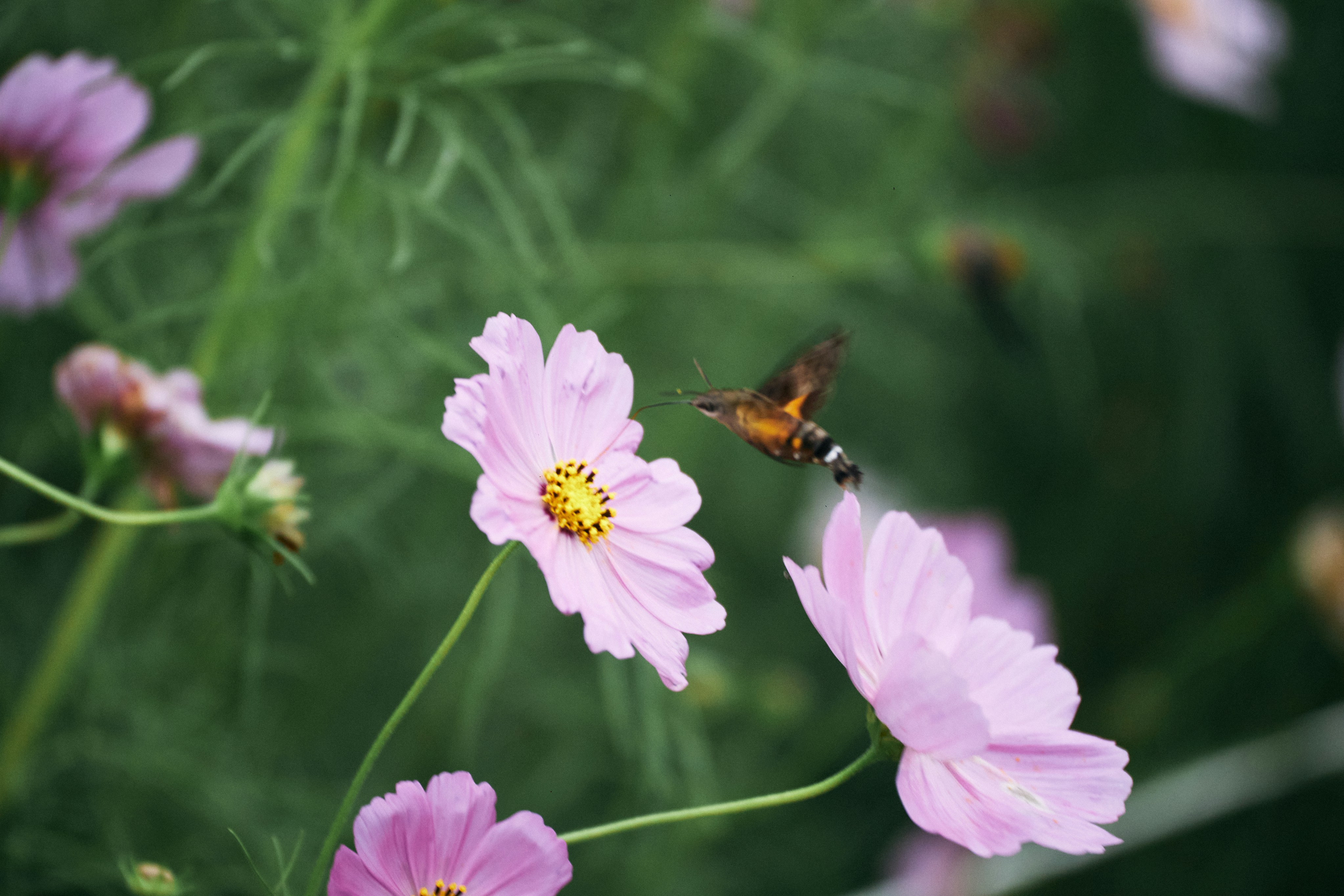 Pink Cosmos in Flight: A Hummingbird Moment