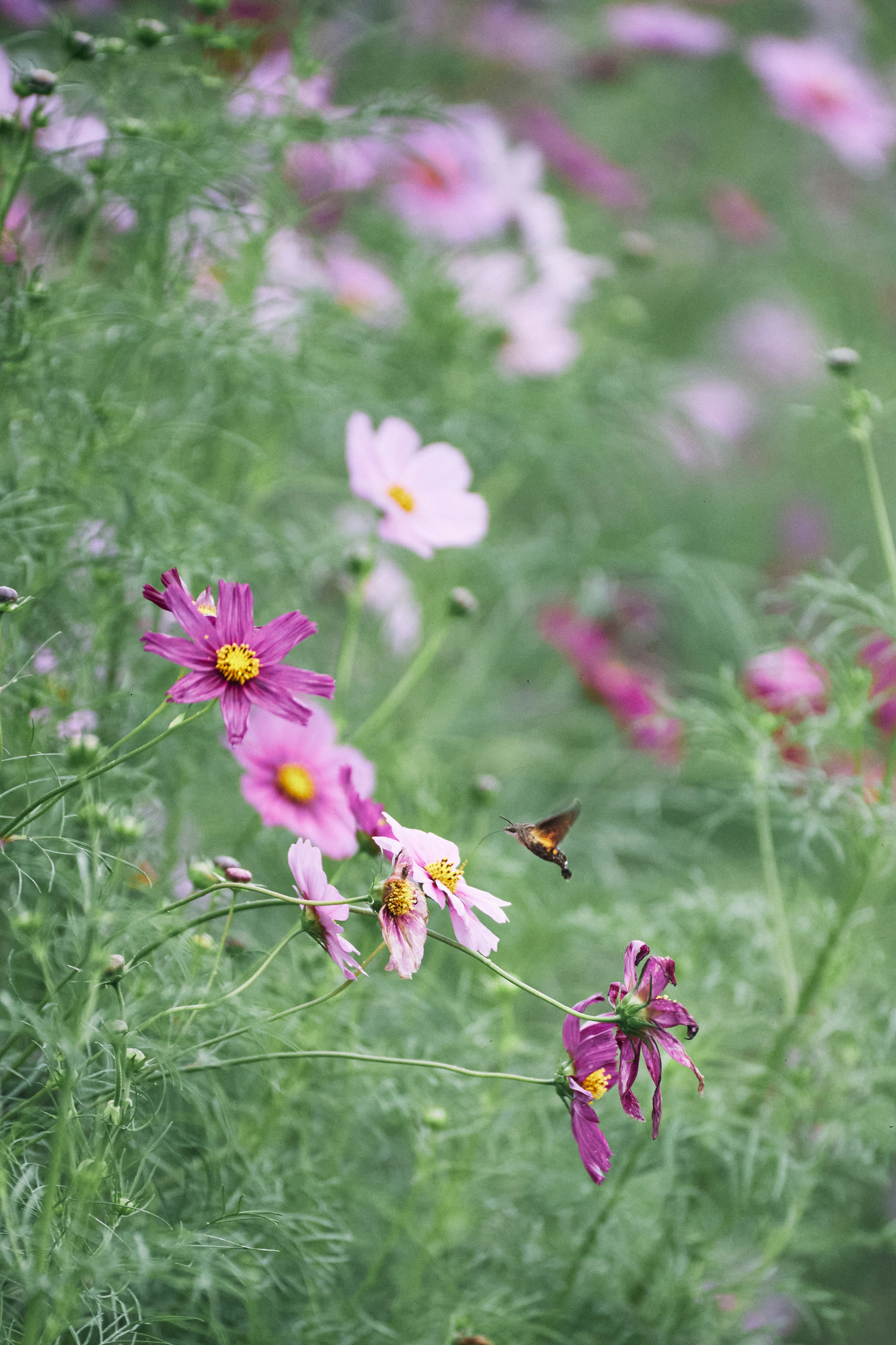 Butterfly in a Field of Pink and White Cosmos
