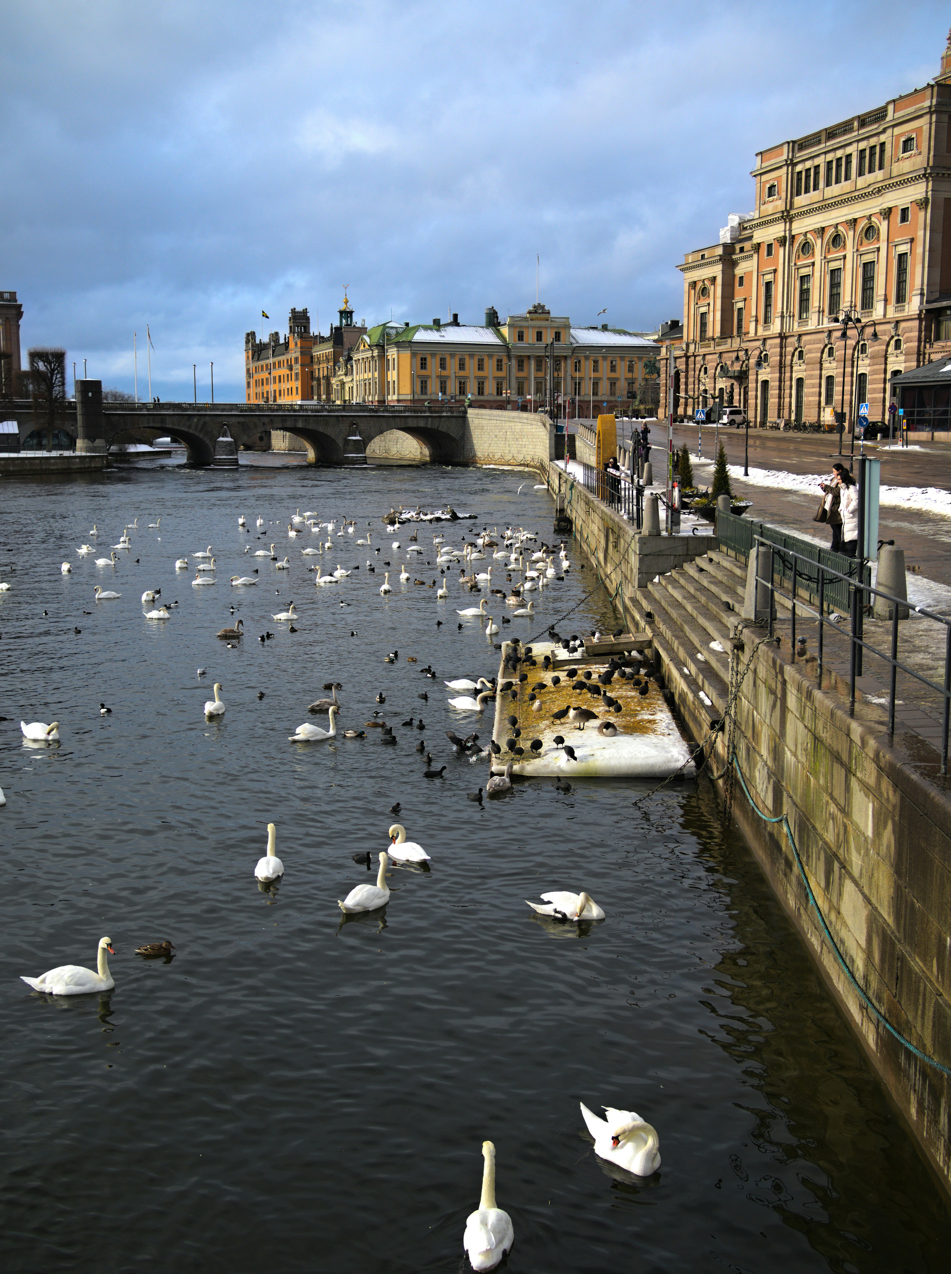 Swans along a historic harbor promenade under a blue-gray sky