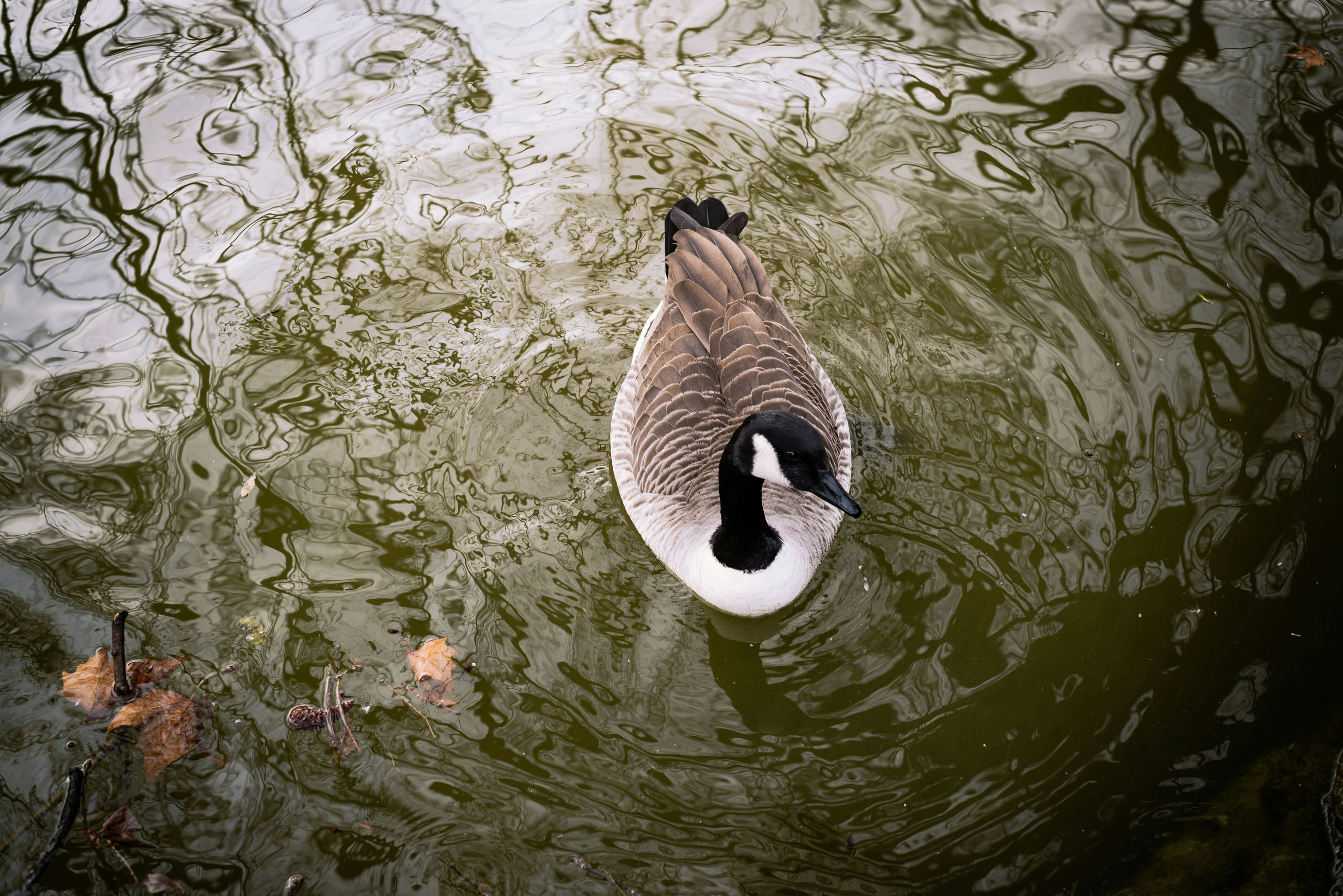 Centered in the Pond: A Canada Goose Quietly Rounds the Ringed Ripples