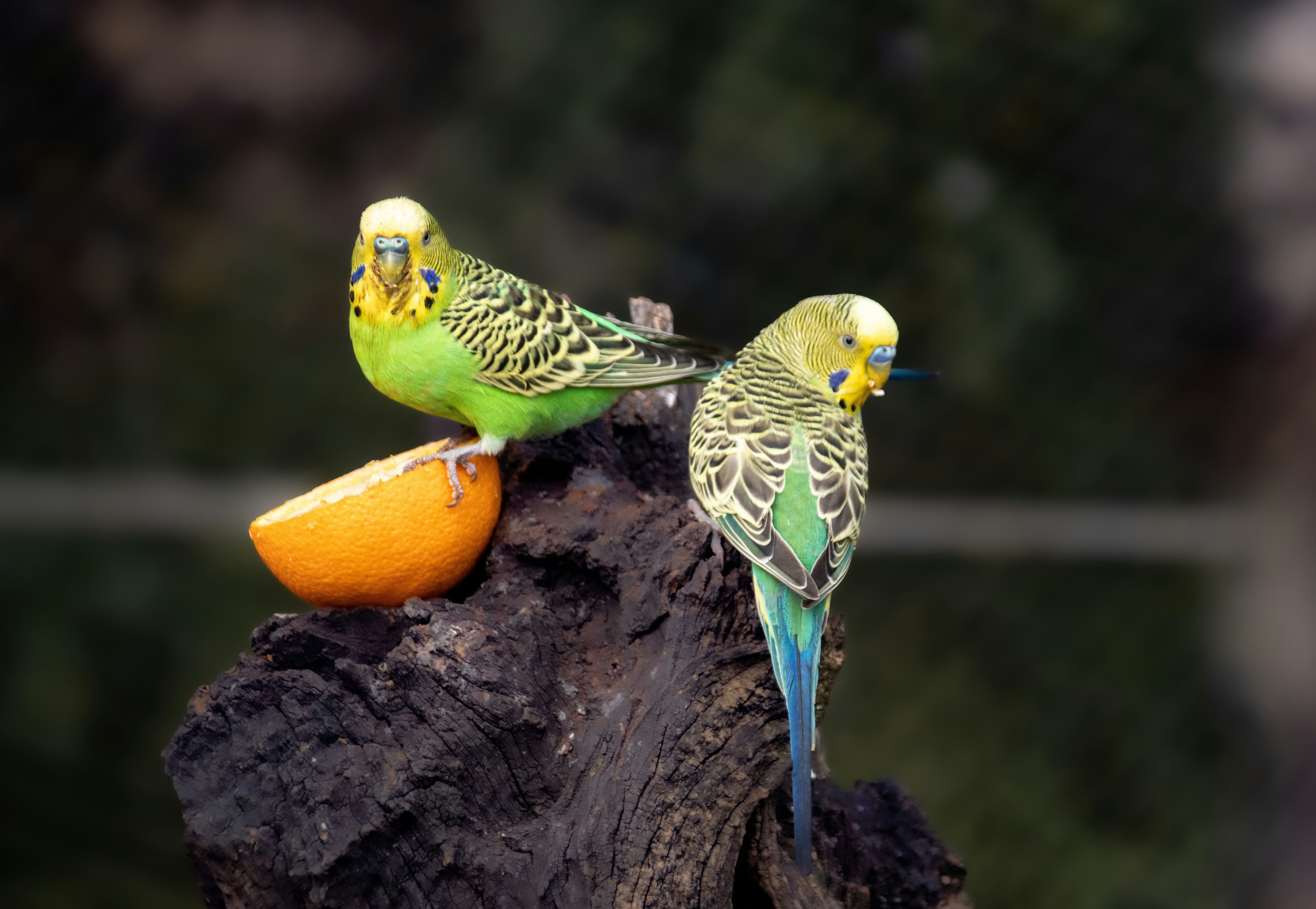 Two Green Weathervanes at Rest: Citrine Buds and Bark