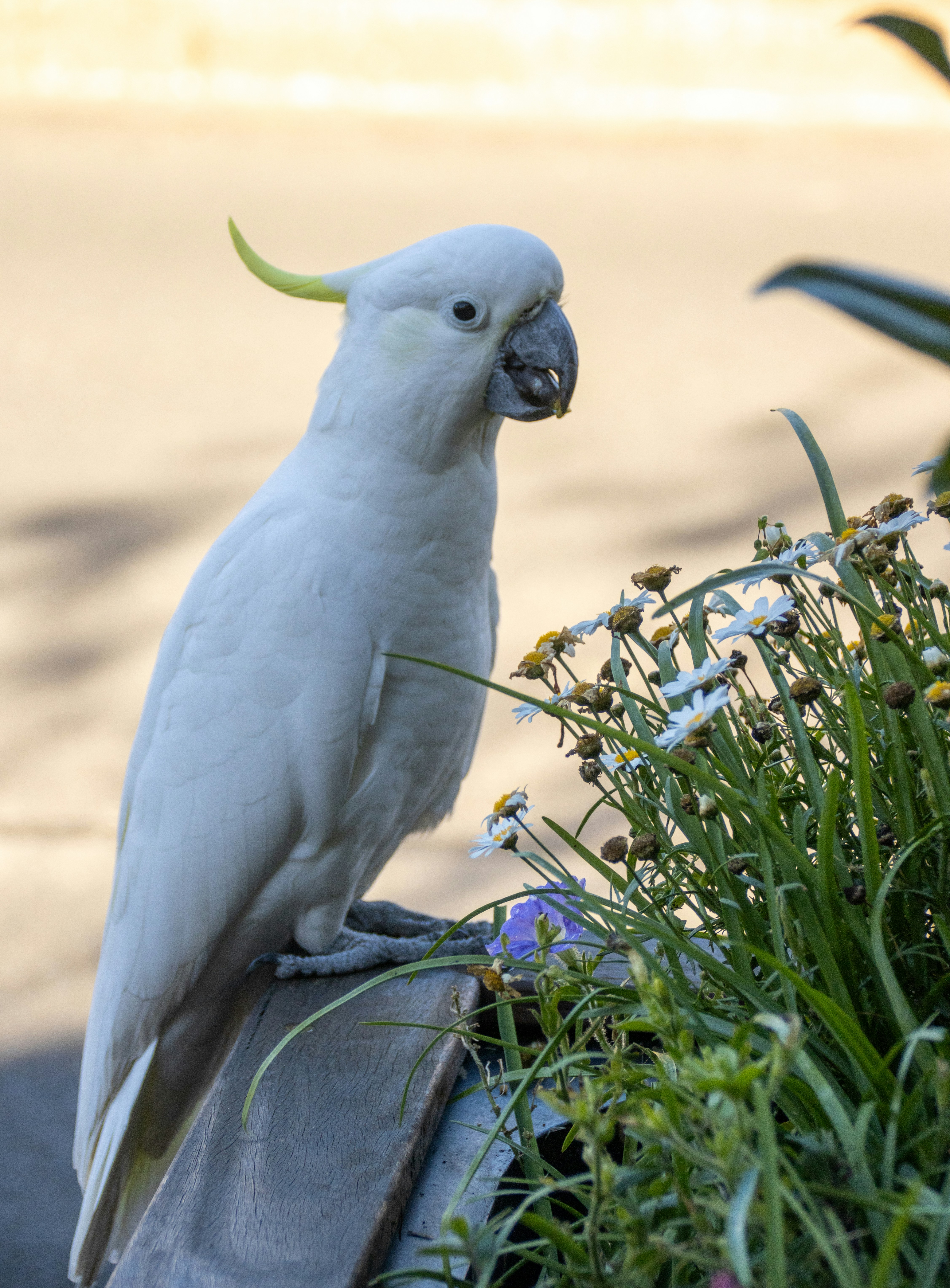 Curious White Cockatoo Perched Among Daisies