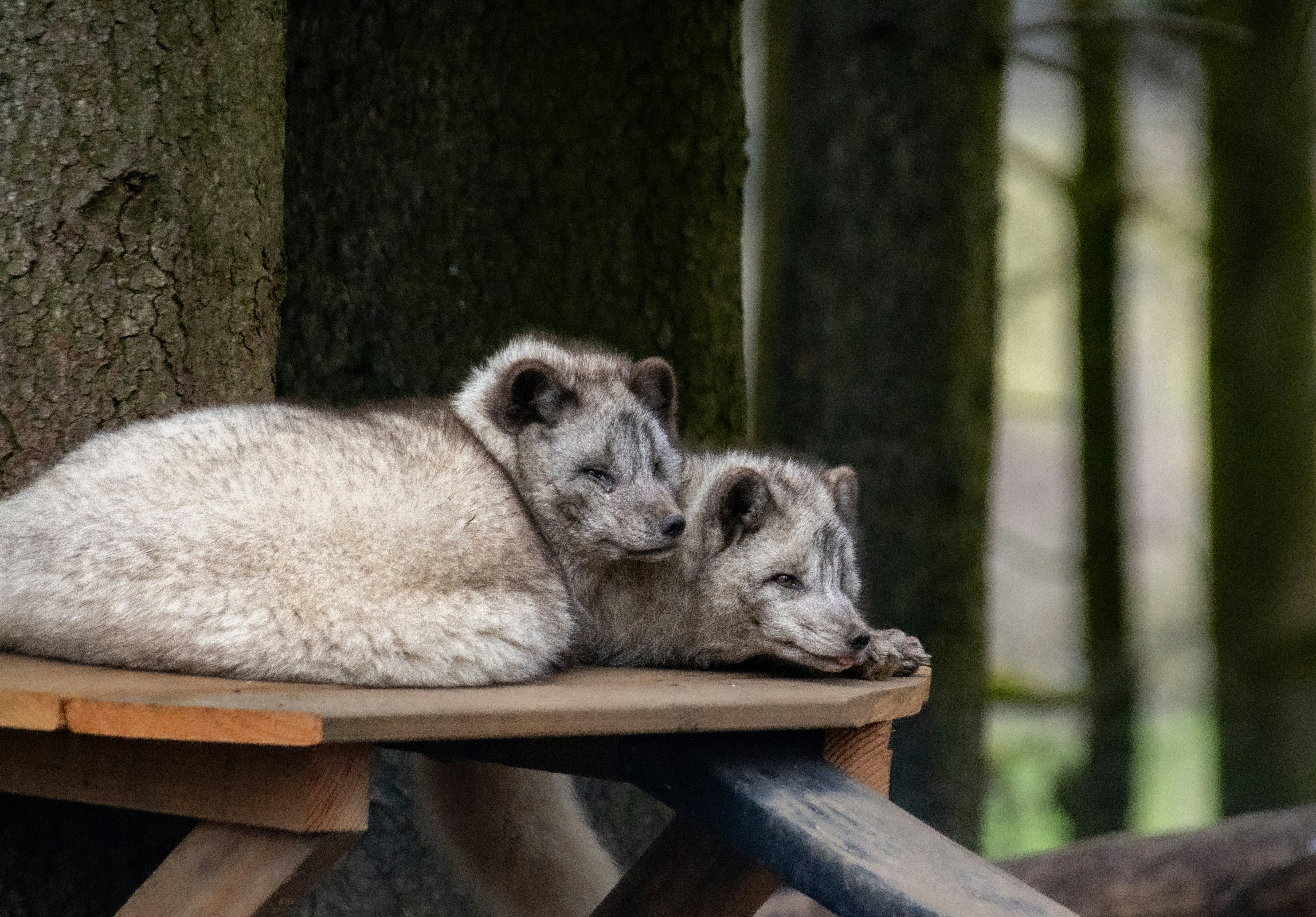 Twin-tailed Nook: Cozy Lookout on a Woodland Table